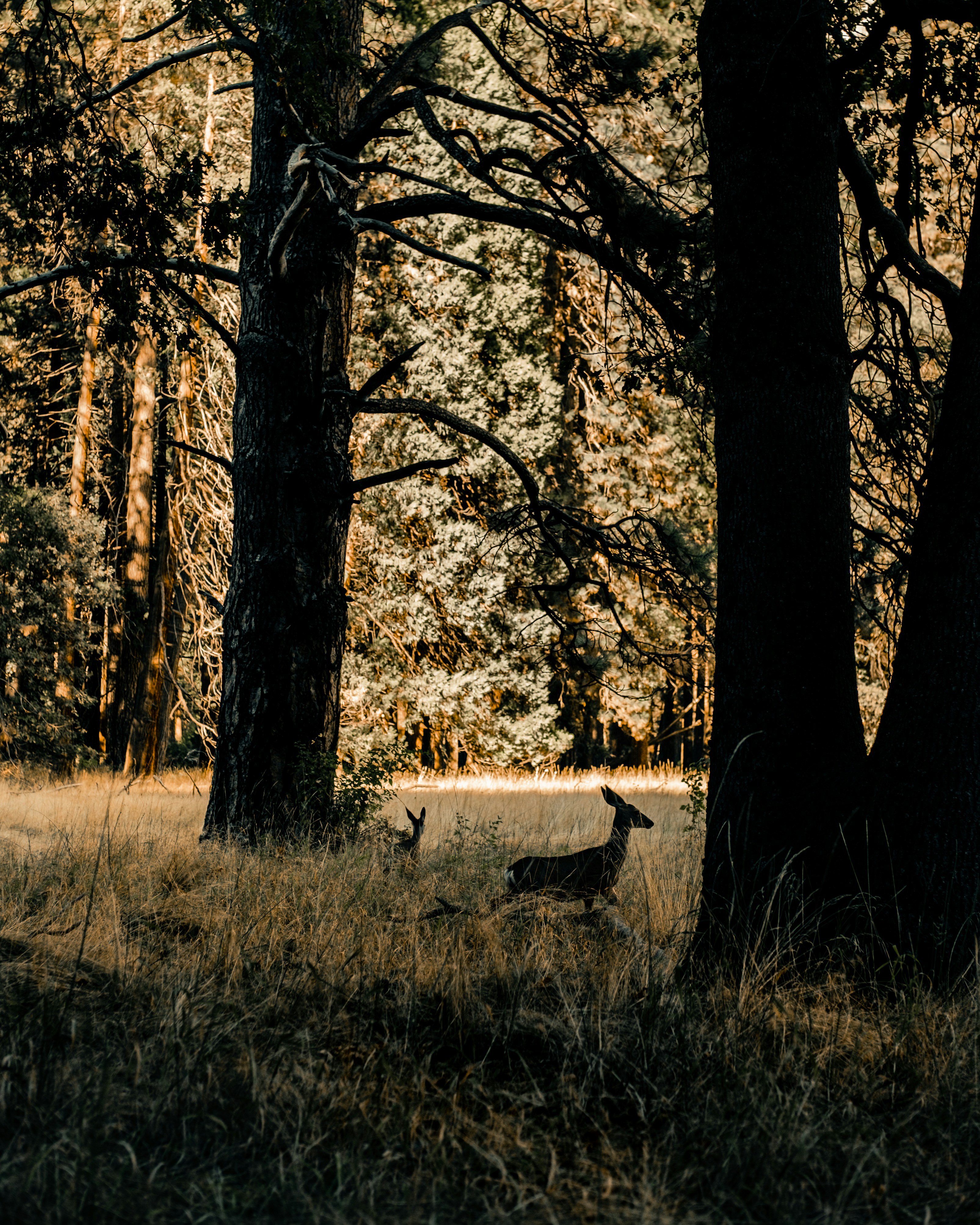 Stag in a Timbered Glade
