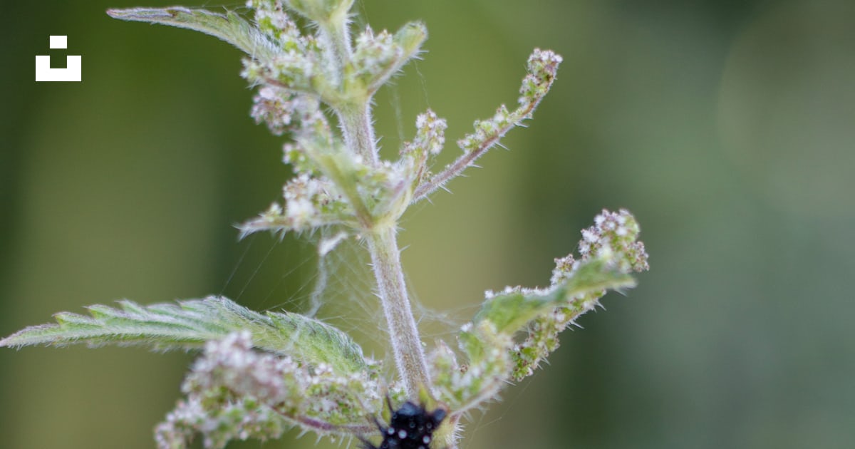 Black And Brown Caterpillar On Green Plant Photo Free Arlon Image On Unsplash
