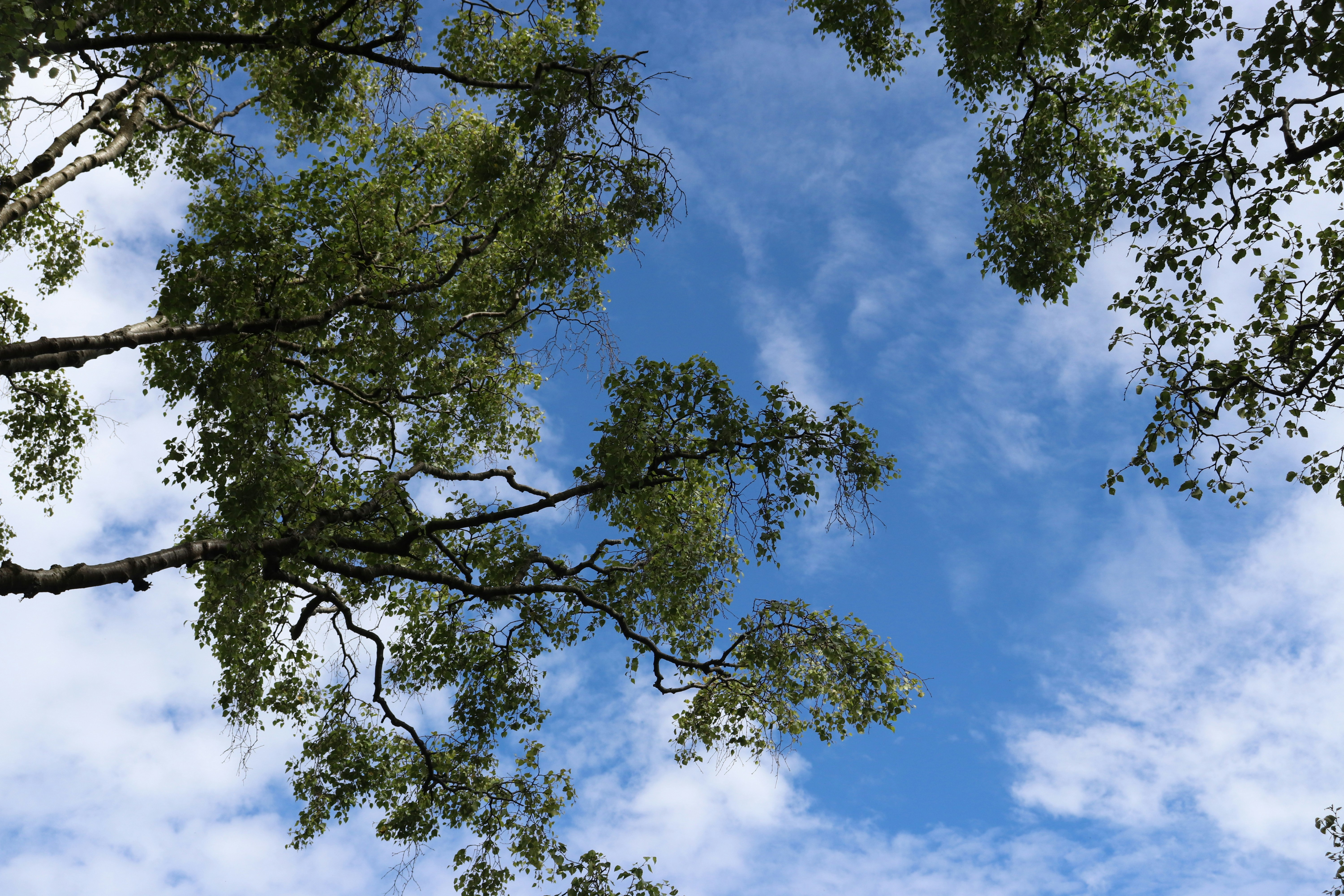 Lush green branches frame a serene blue sky dotted with clouds, creating a tranquil atmosphere.