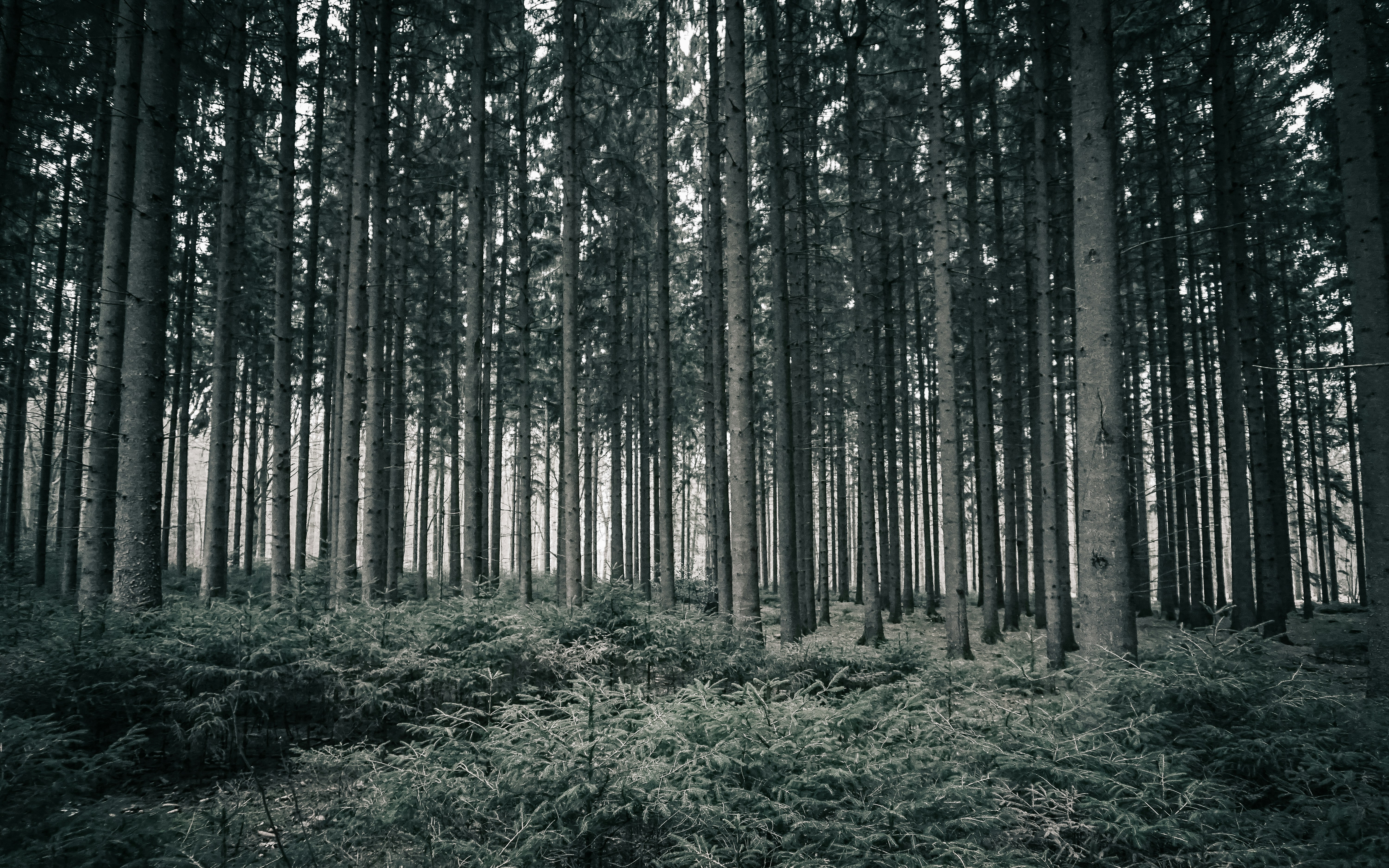 Tall, dense pine trees rise from a lush forest floor, shrouded in a light mist.