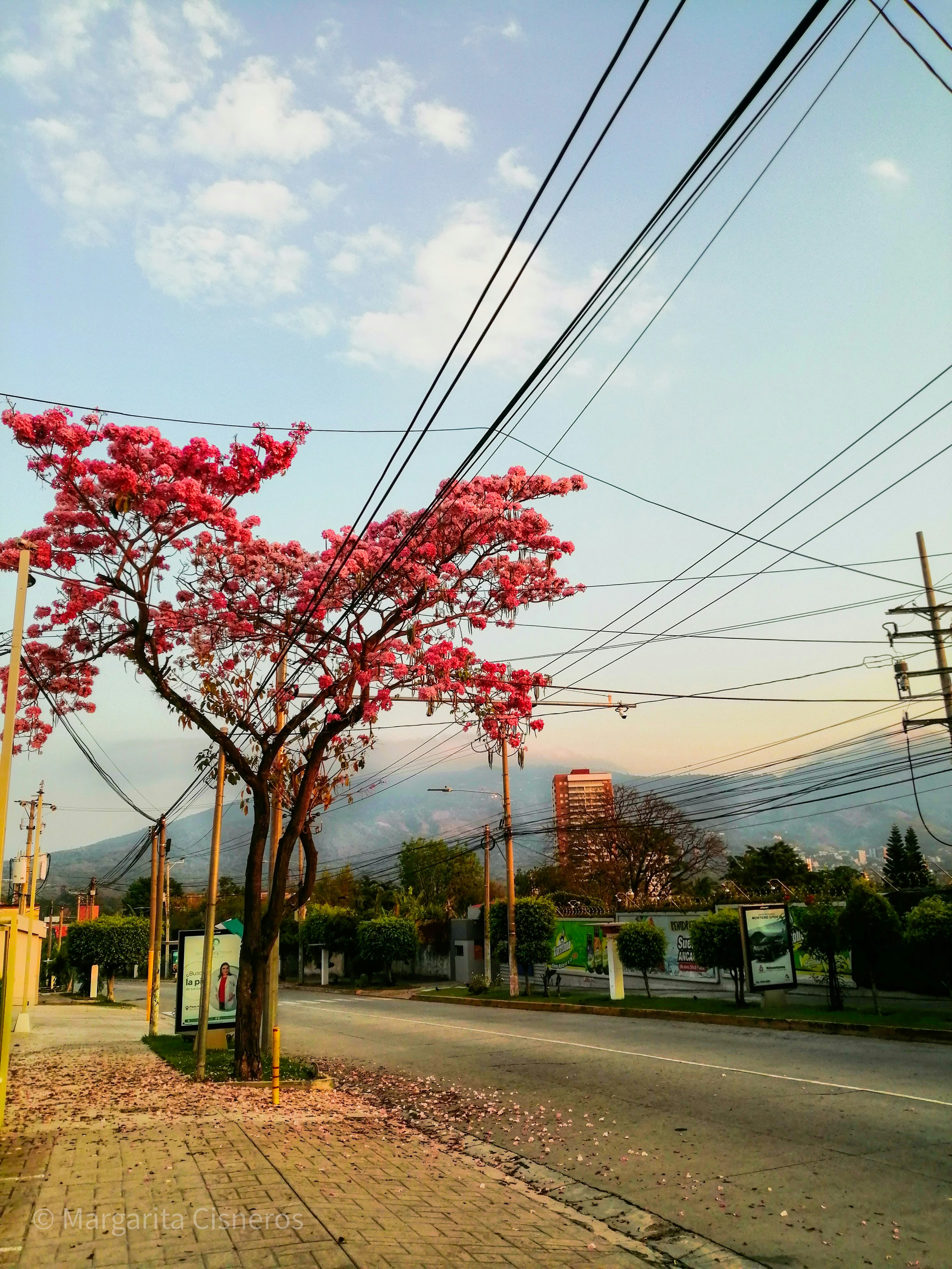 Cherry Bloom under a Web of Power Lines