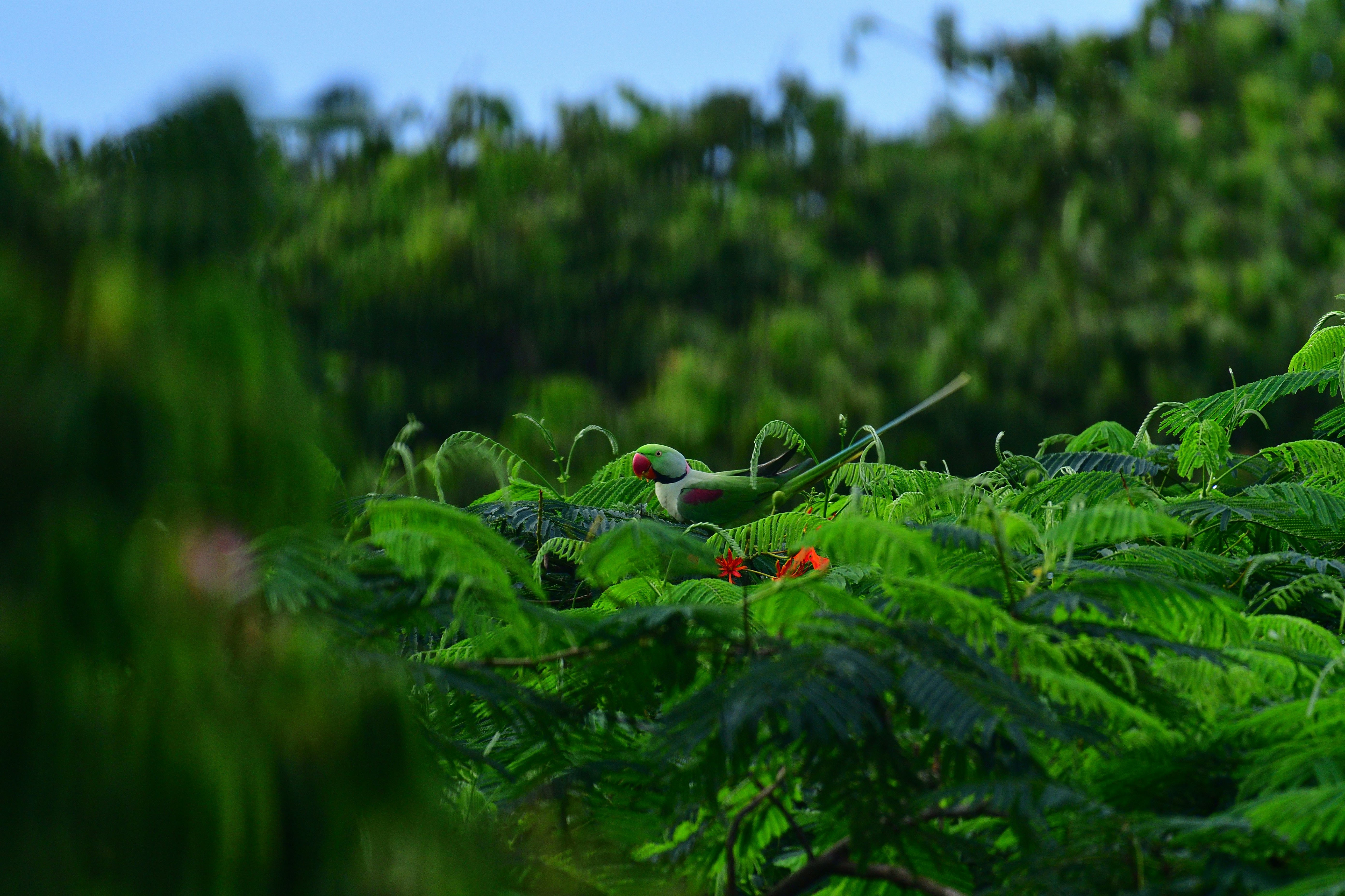 Crimson Crest in a Verdant Fern Canopy