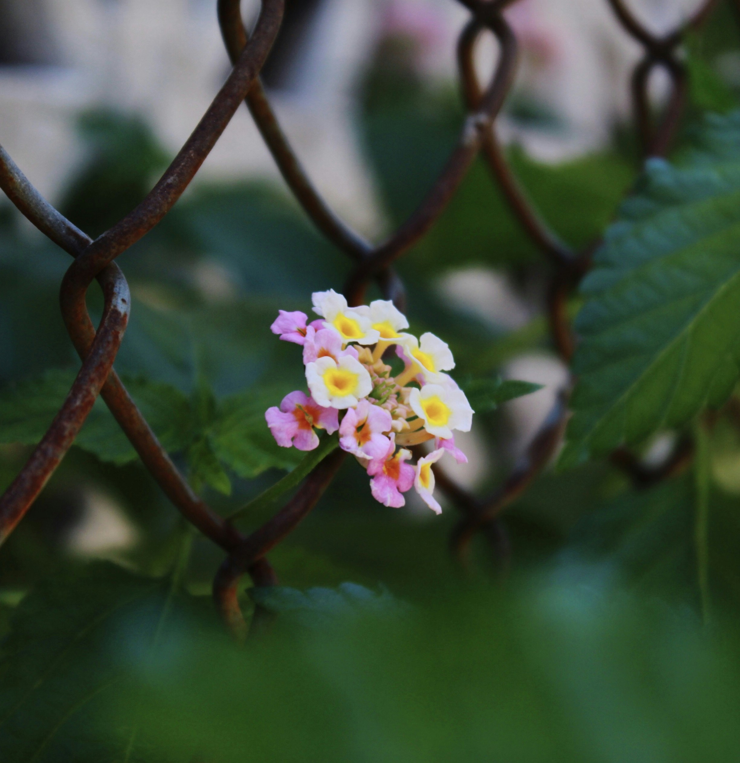 Tiny Bouquet Through a Rusted Chain-Link Fence
