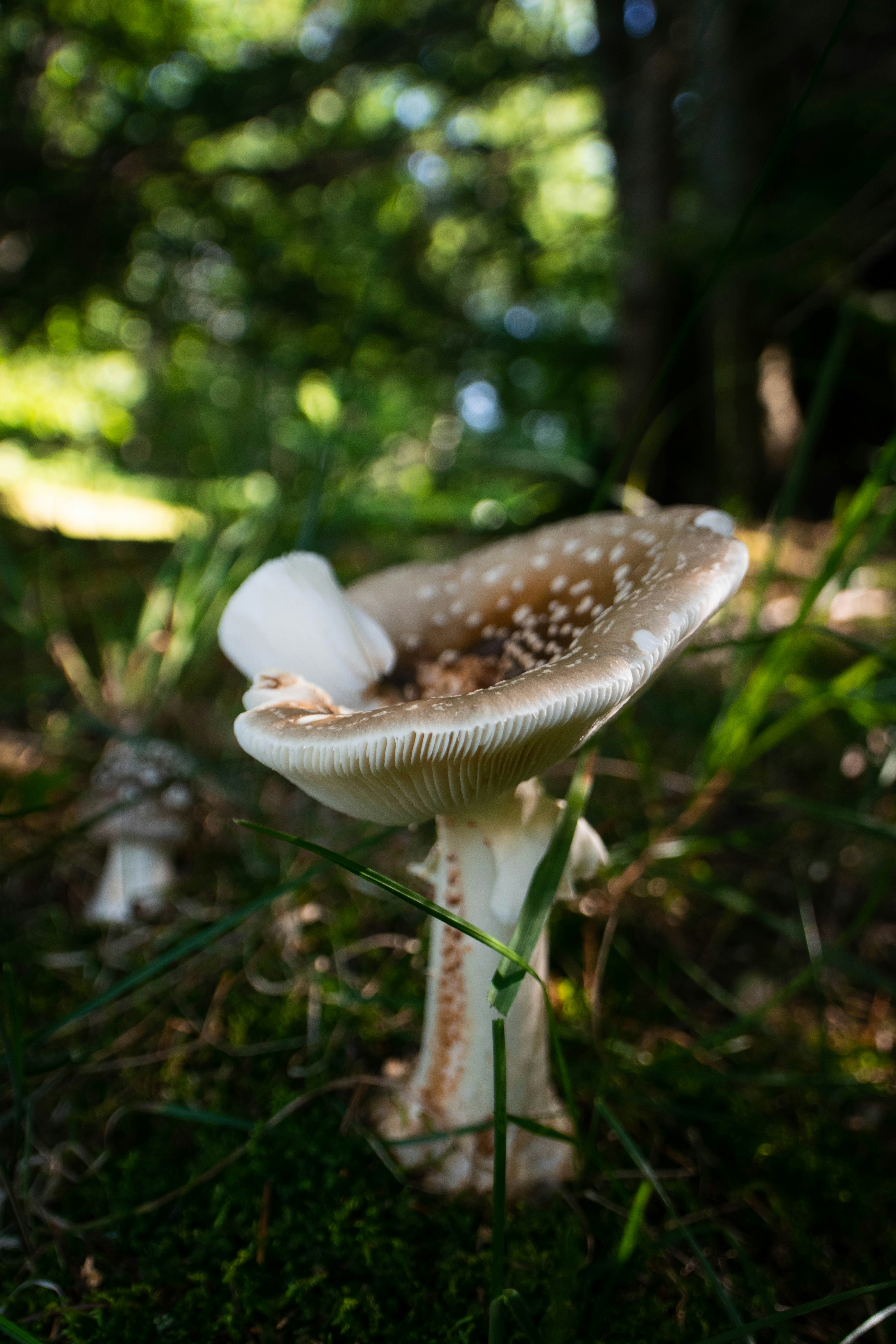 Sun-Dappled Gilled Mushroom on a Mossy Forest Floor