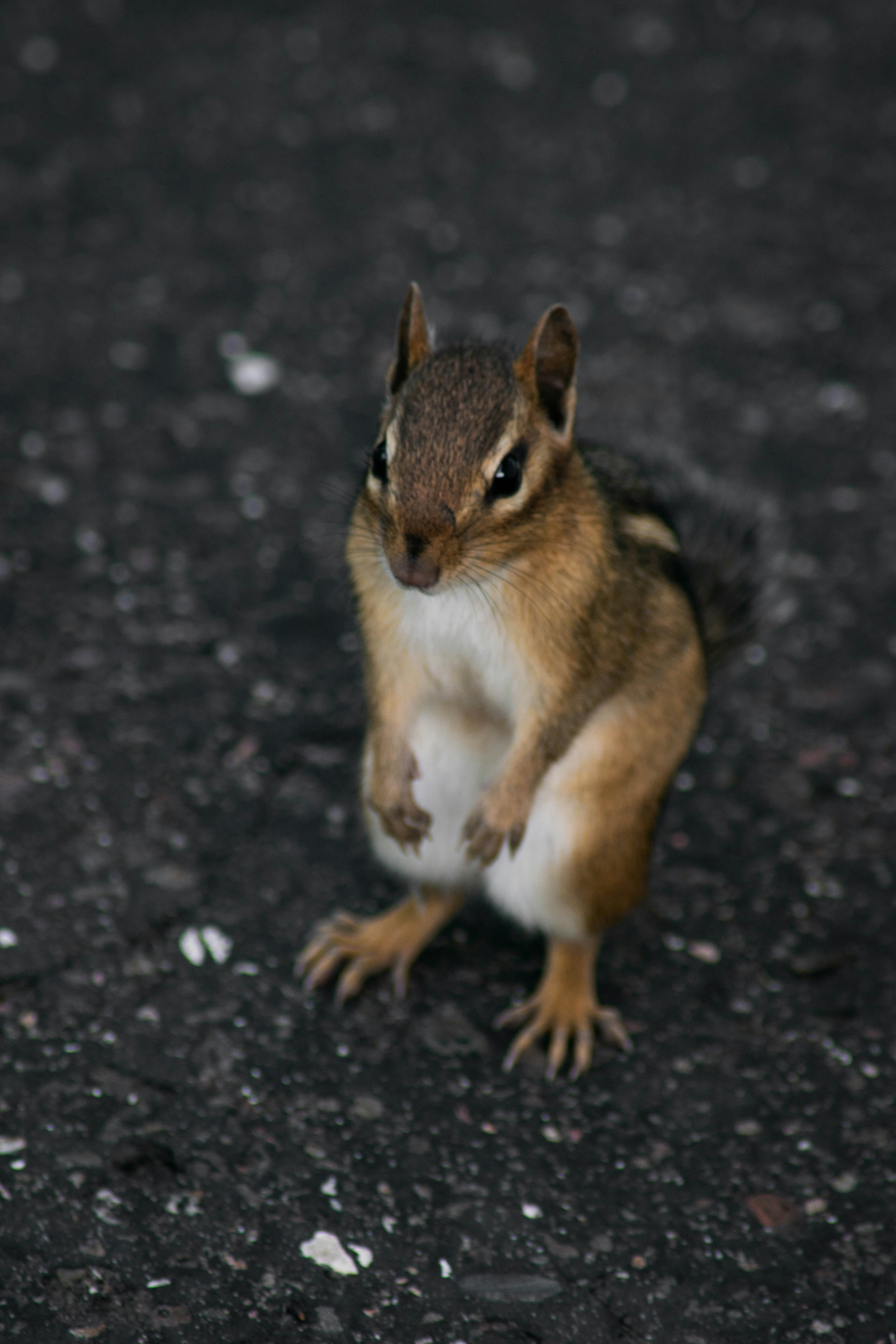Ground Squirrel Upright on a Quiet Asphalt Stage