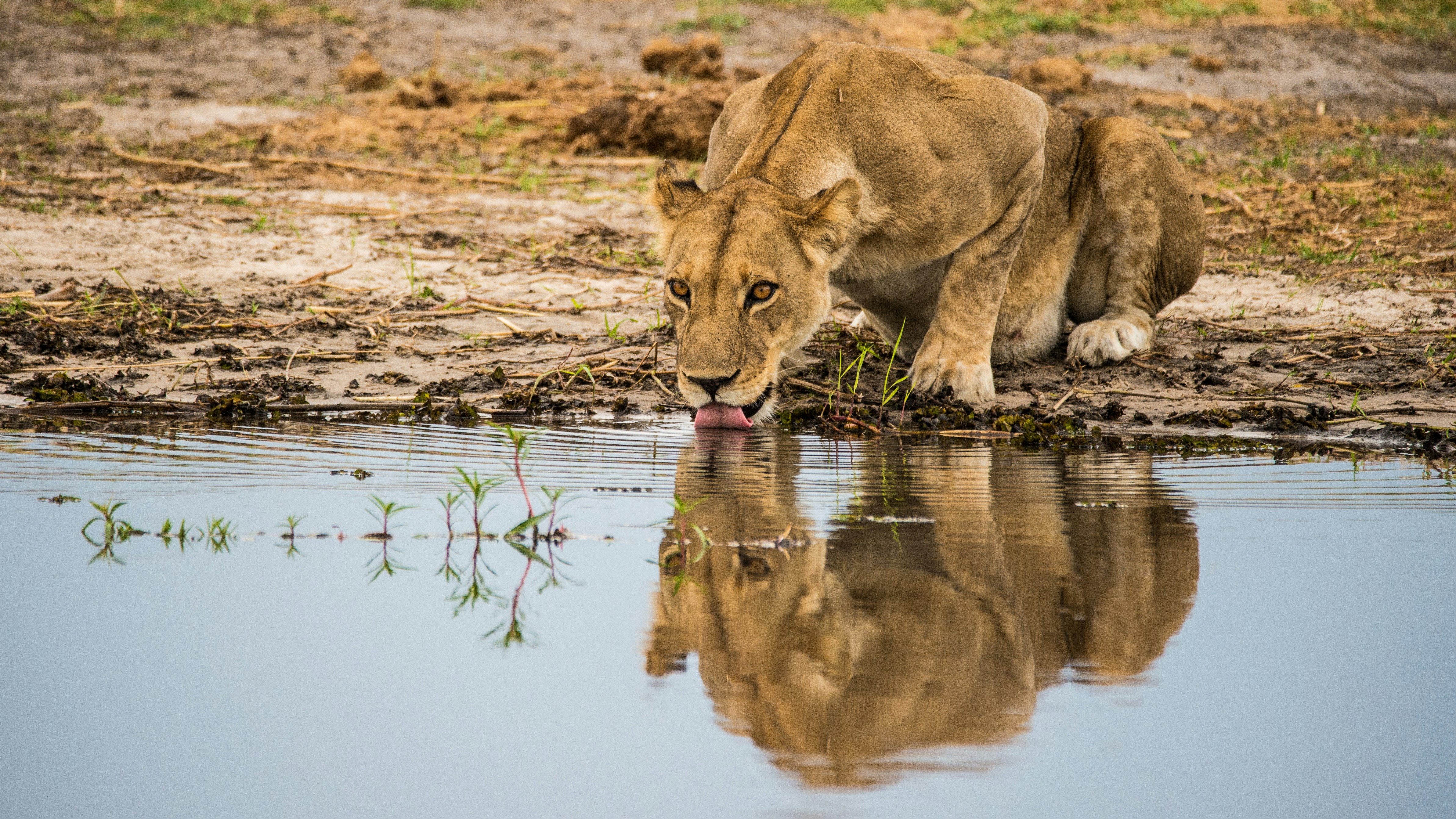 Lioness drinking from a tranquil waterhole, with her reflection mirrored perfectly on the surface.