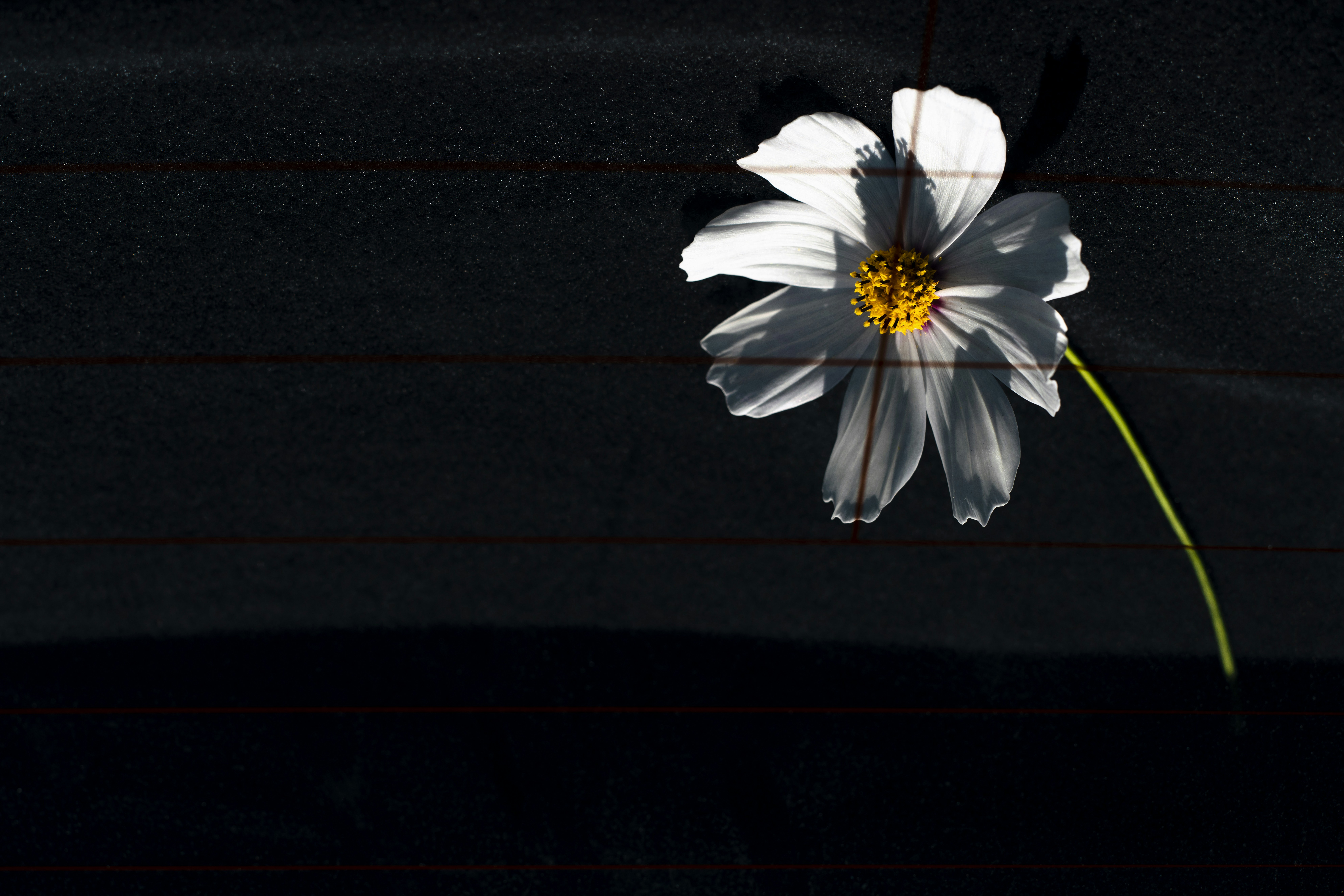 A delicate white flower with a vibrant yellow center rests against a dark, textured background, symbolizing beauty amidst starkness.