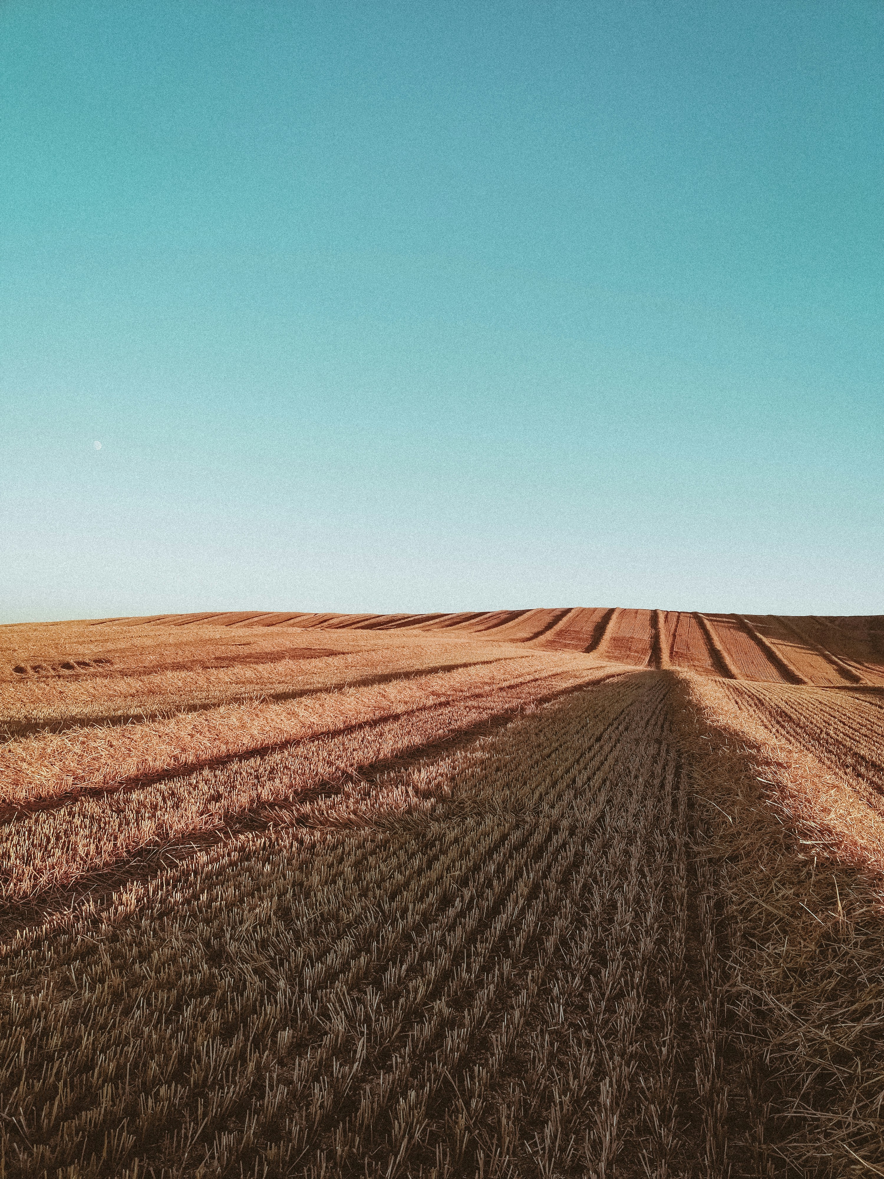Photograph of golden wheat fields with furrows converging toward the horizon beneath a clear blue sky.