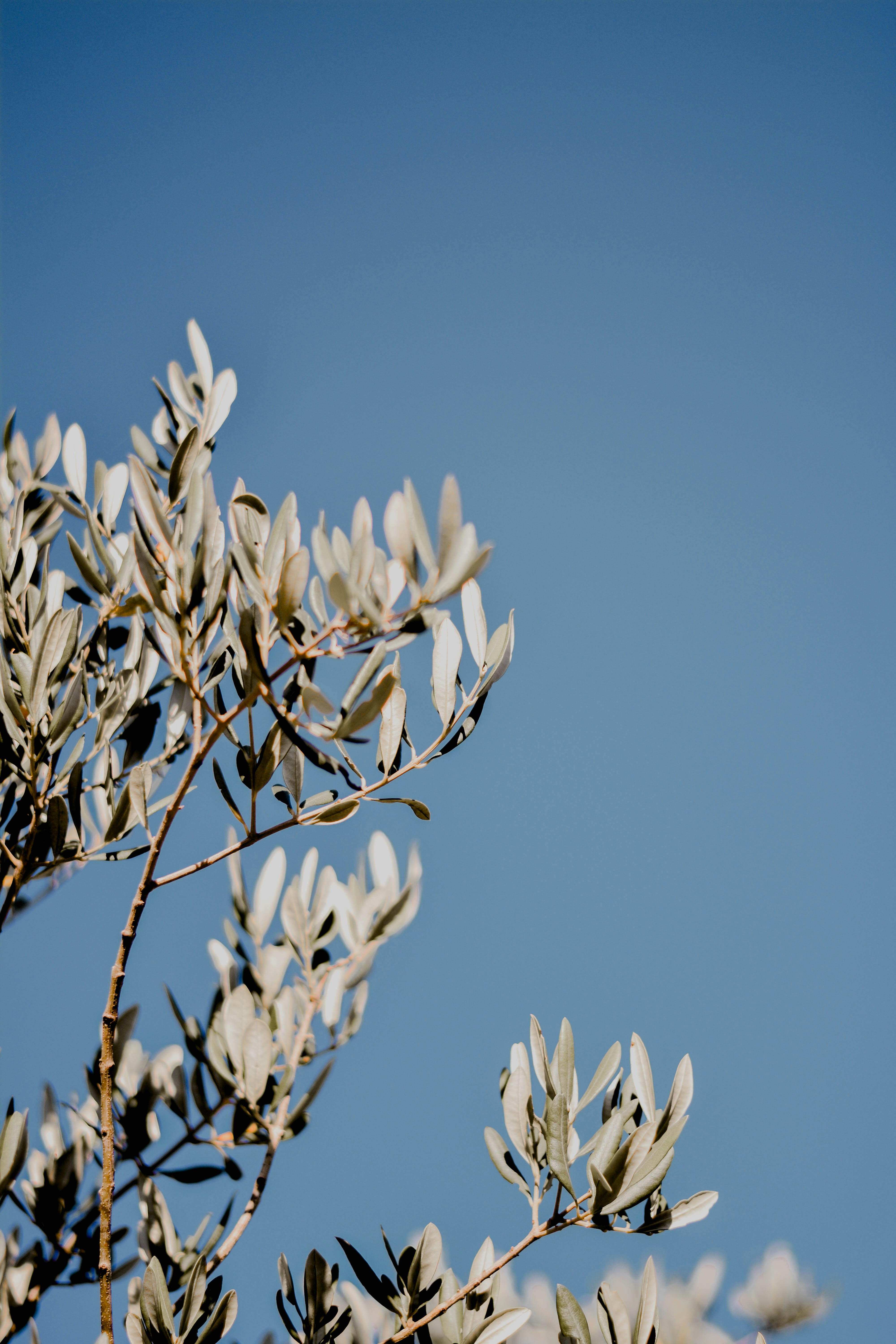 Delicate leaves of a tree branch silhouetted against a clear blue sky, showcasing the beauty of nature's simplicity.