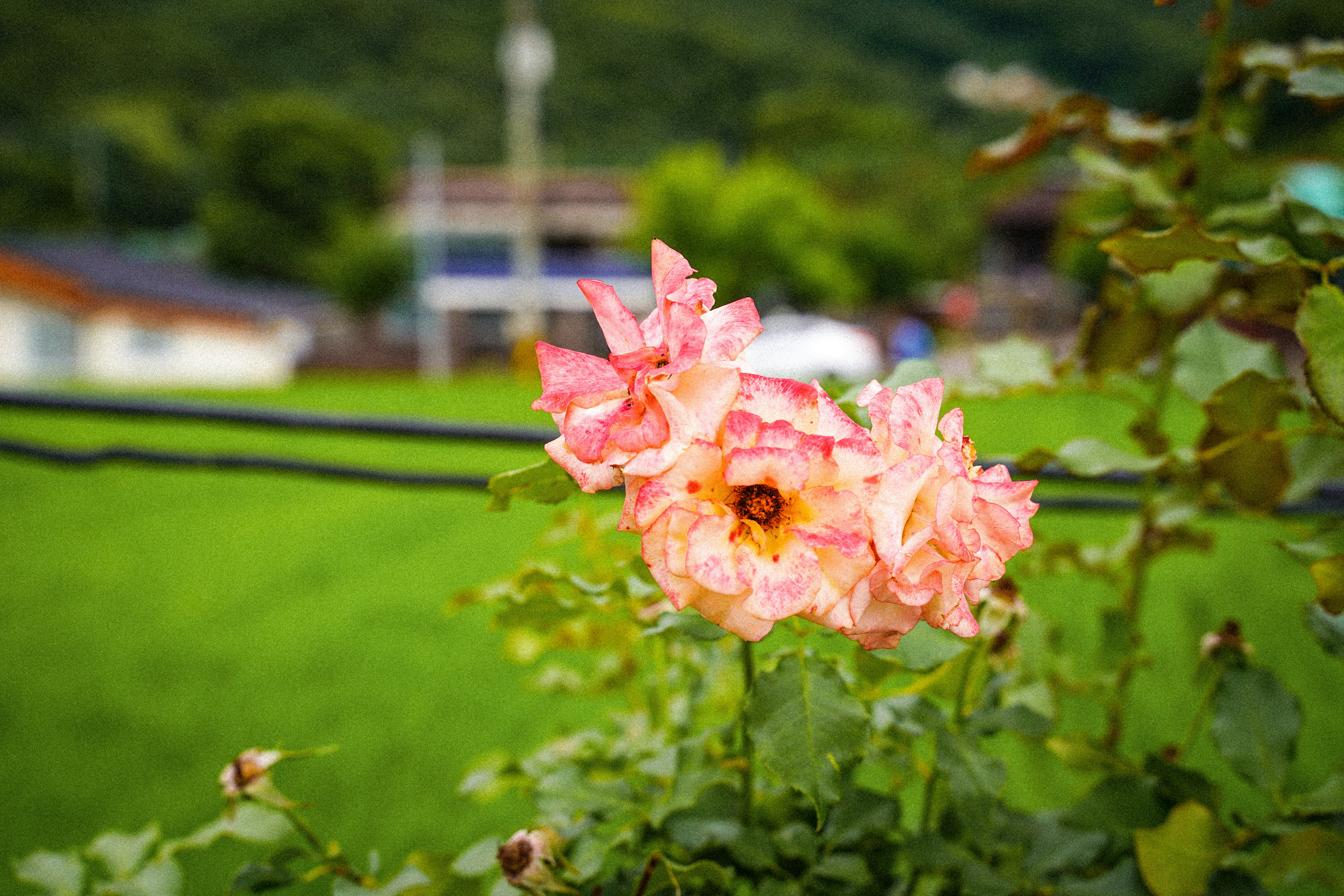 Pink Rose in Focus: A Quiet Village Garden Moment