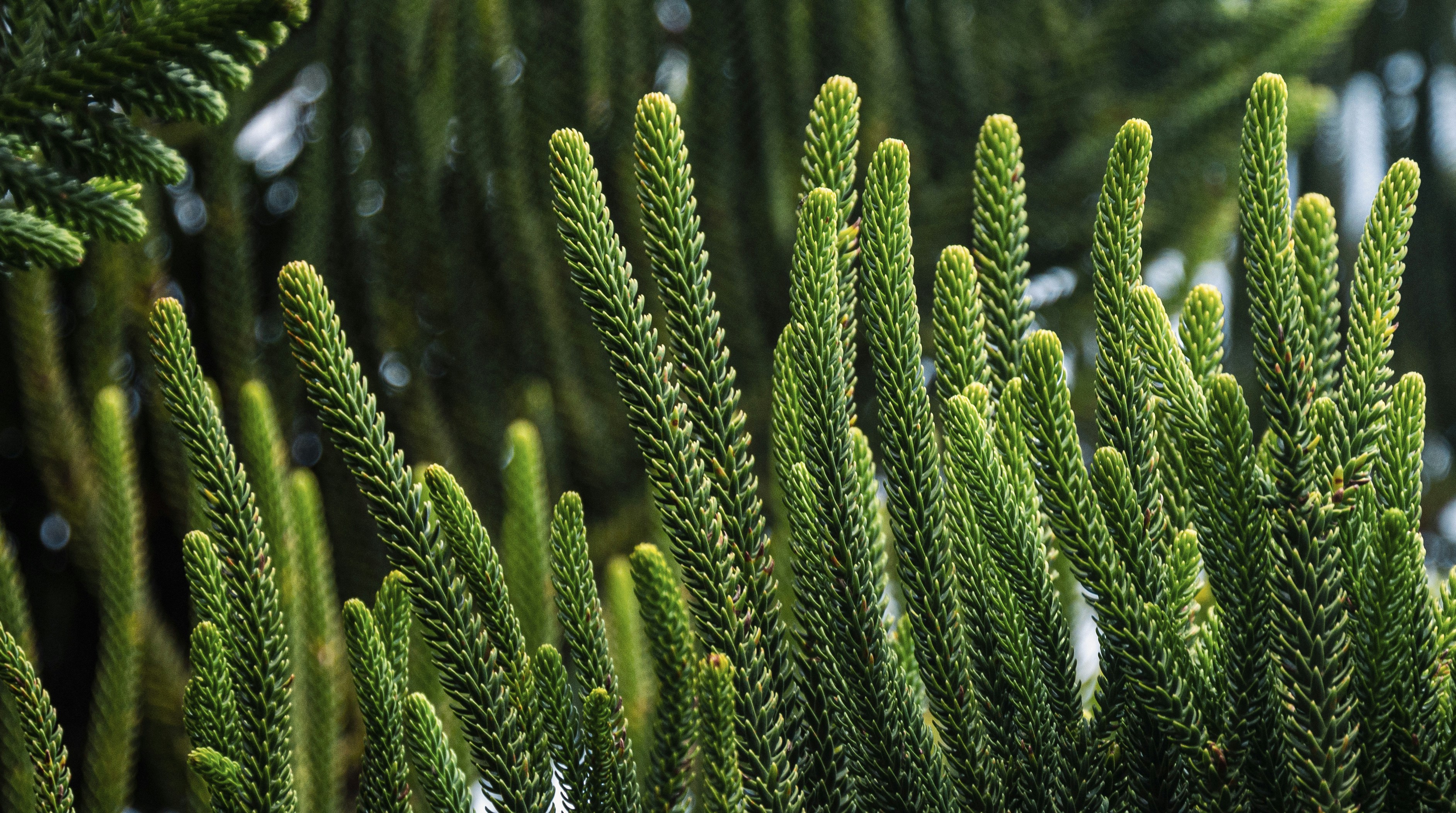 Close-up of vibrant green fern fronds reaching upwards against a blurred background.
