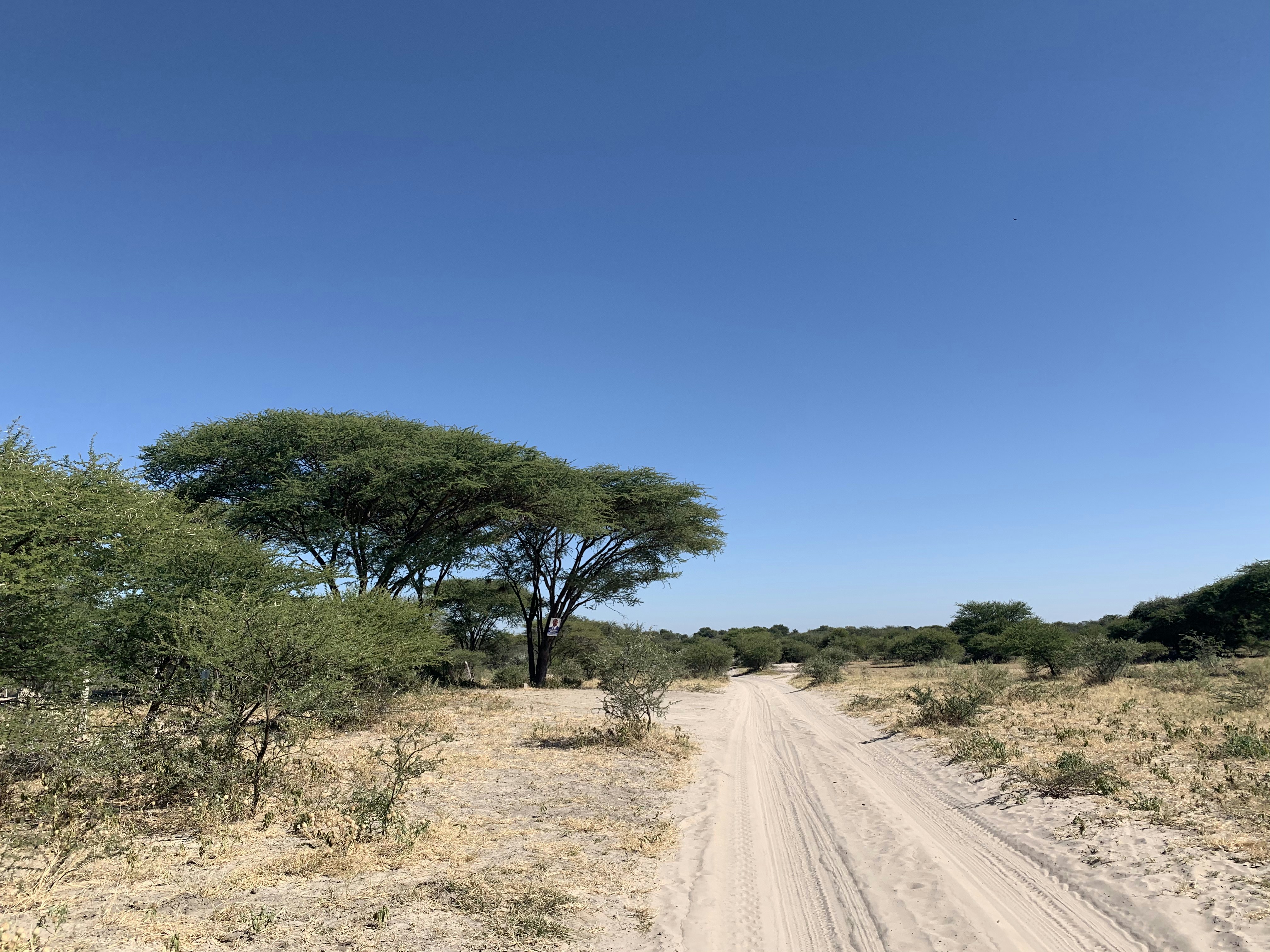 Dusty road meandering through sparse vegetation under a clear blue sky.