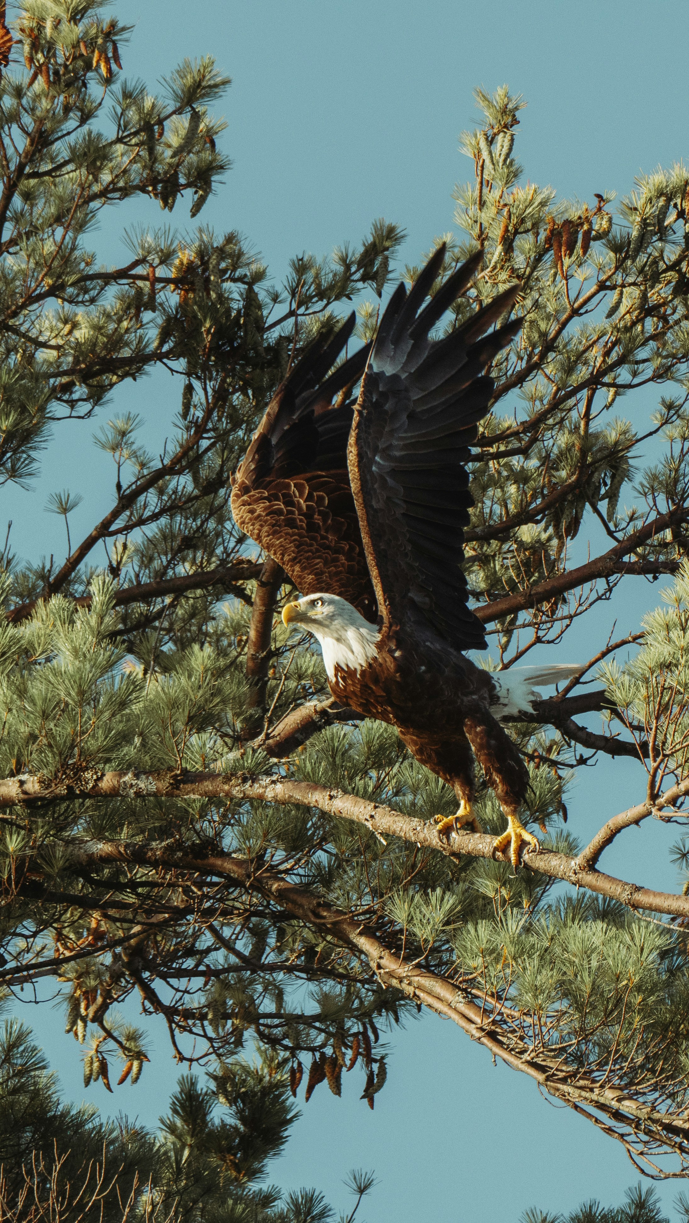 A bald eagle flaps its wings for take-off during a summer sunrise.  | black and white eagle on brown tree branch during daytime