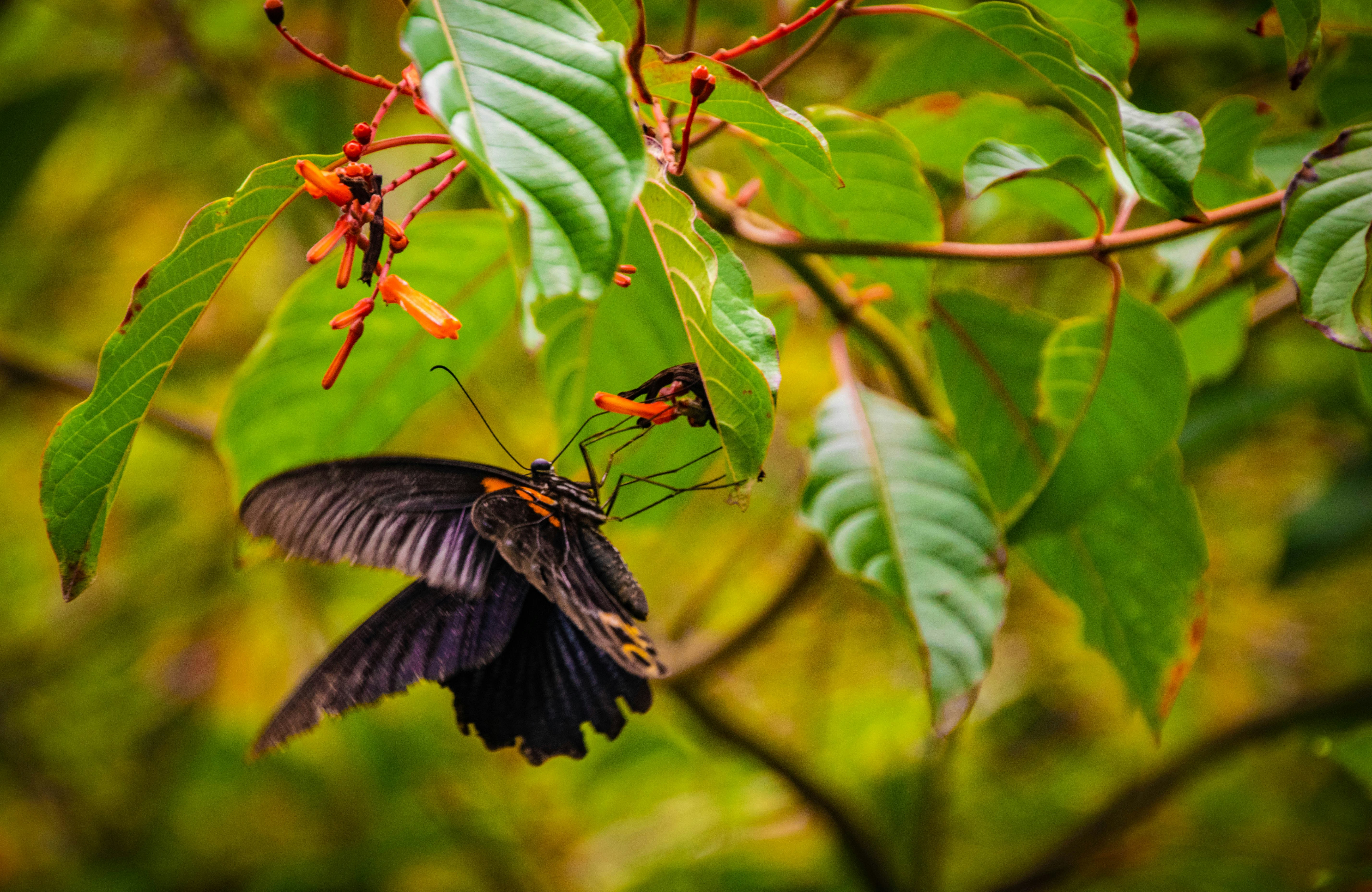 Darkwinged butterfly clings to a fiery blossom among verdant leaves