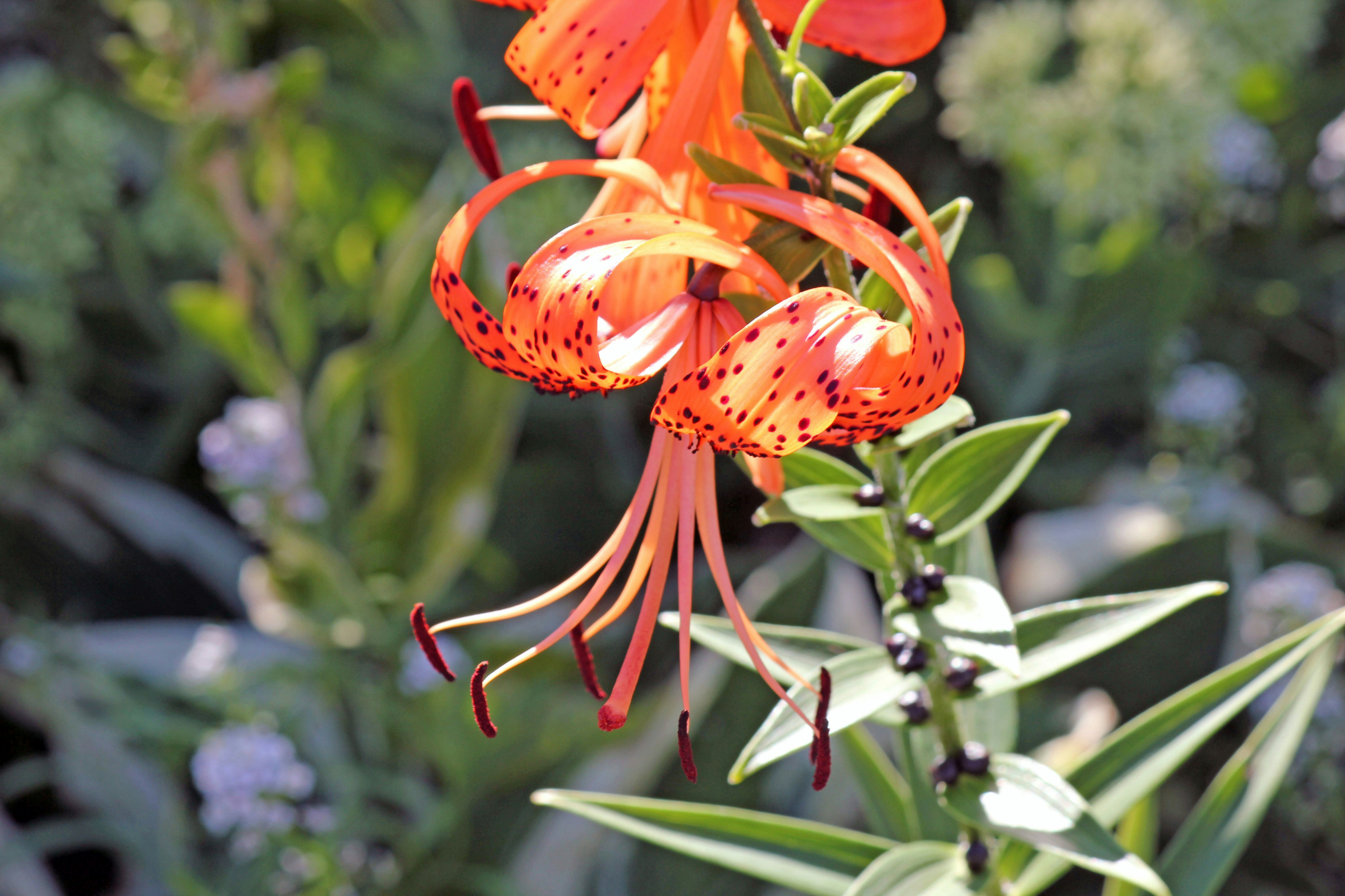 Fiery Orange Lily: Close-Up Amid a Velvet Garden