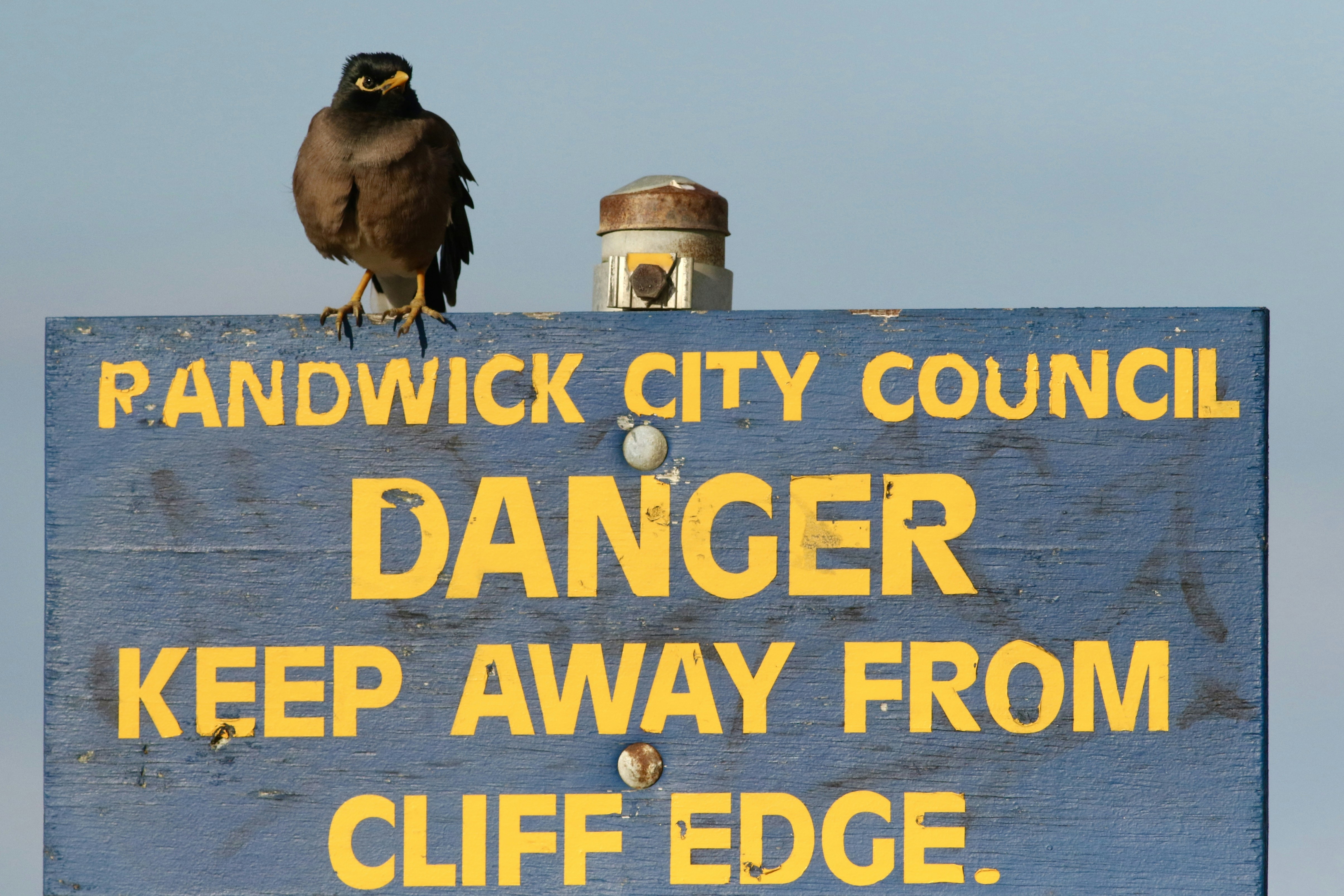 Perched Warning: A Crow Over a Bold Public Sign