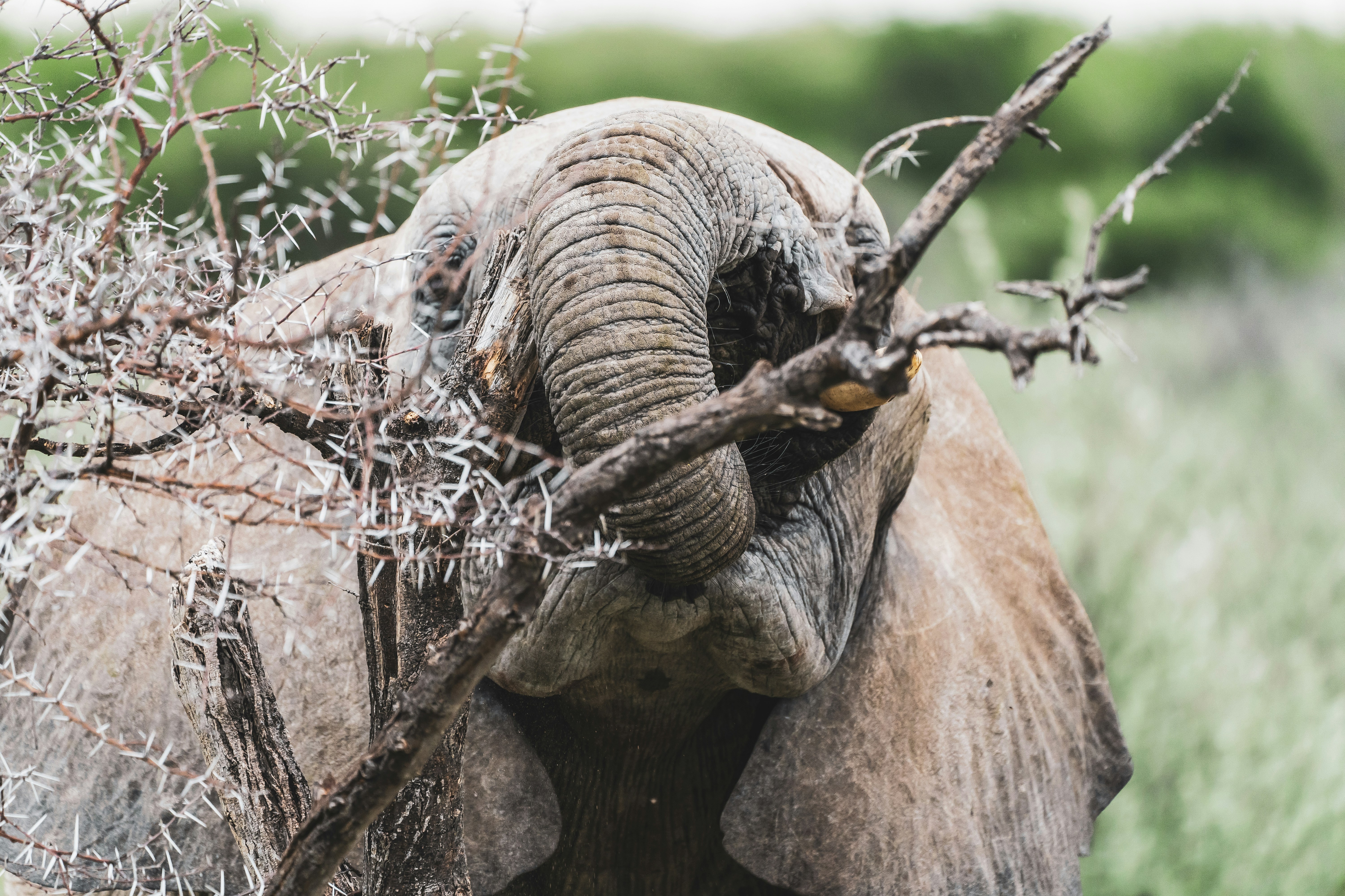 Éléphant brun avec des fleurs blanches sur la bouche photo – Image ...