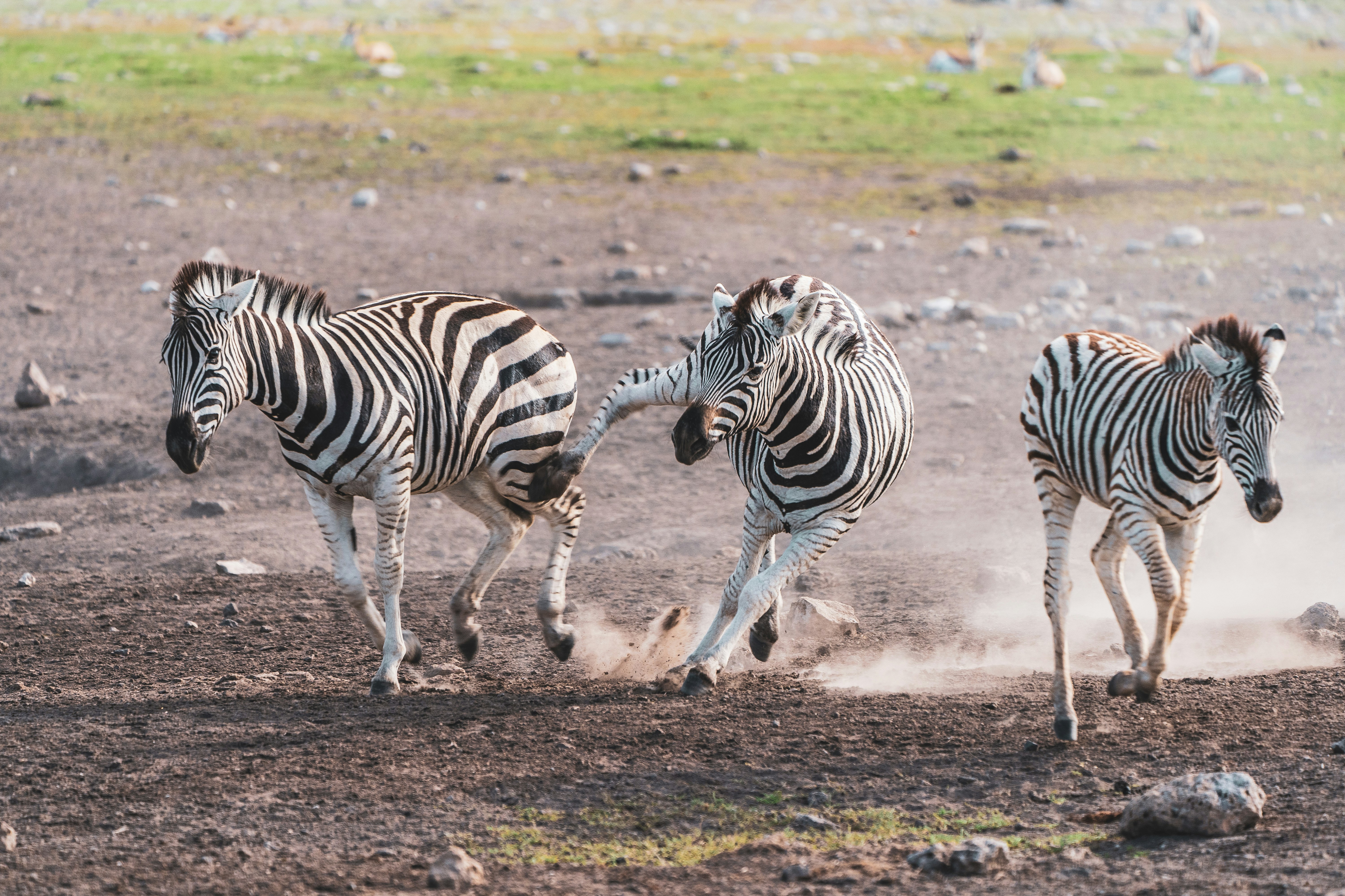 Dust Trails and Striped Momentum: Zebras in Flight Across the Plain