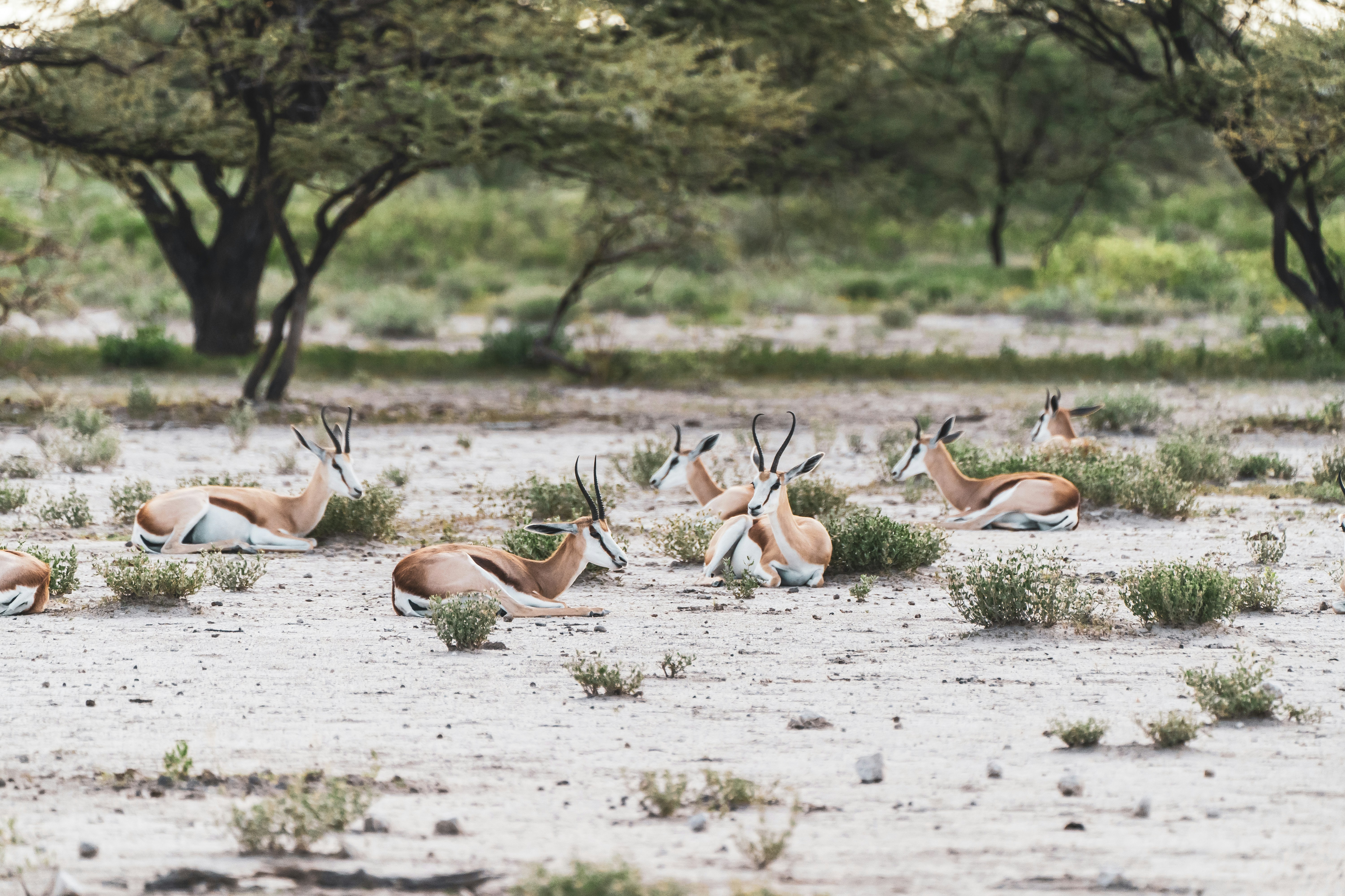 Brown deer on river during daytime photo – Free Namibia Image on Unsplash