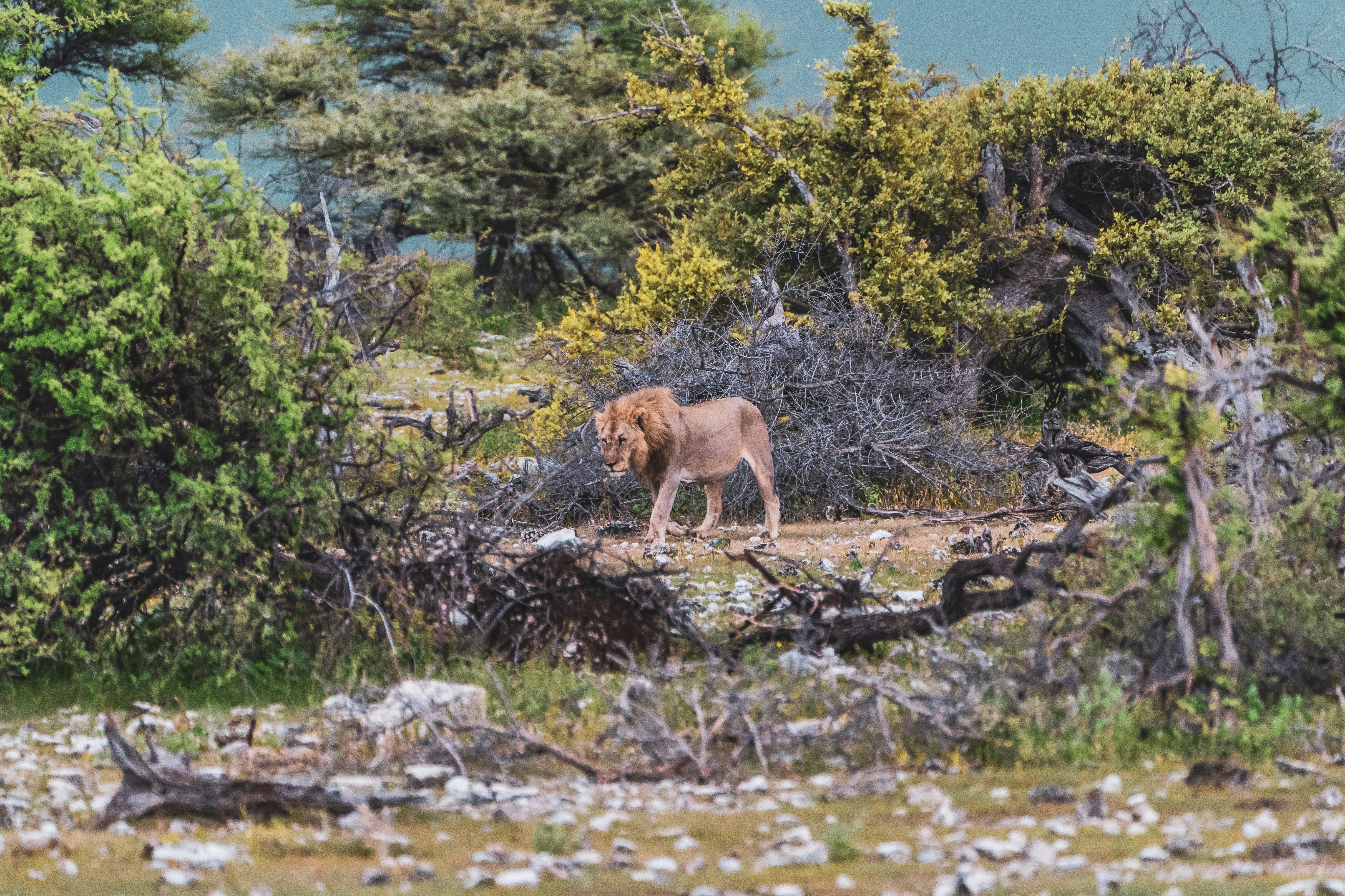 Driftwood Patrol: a brown canid surveys a sunlit woodland edge