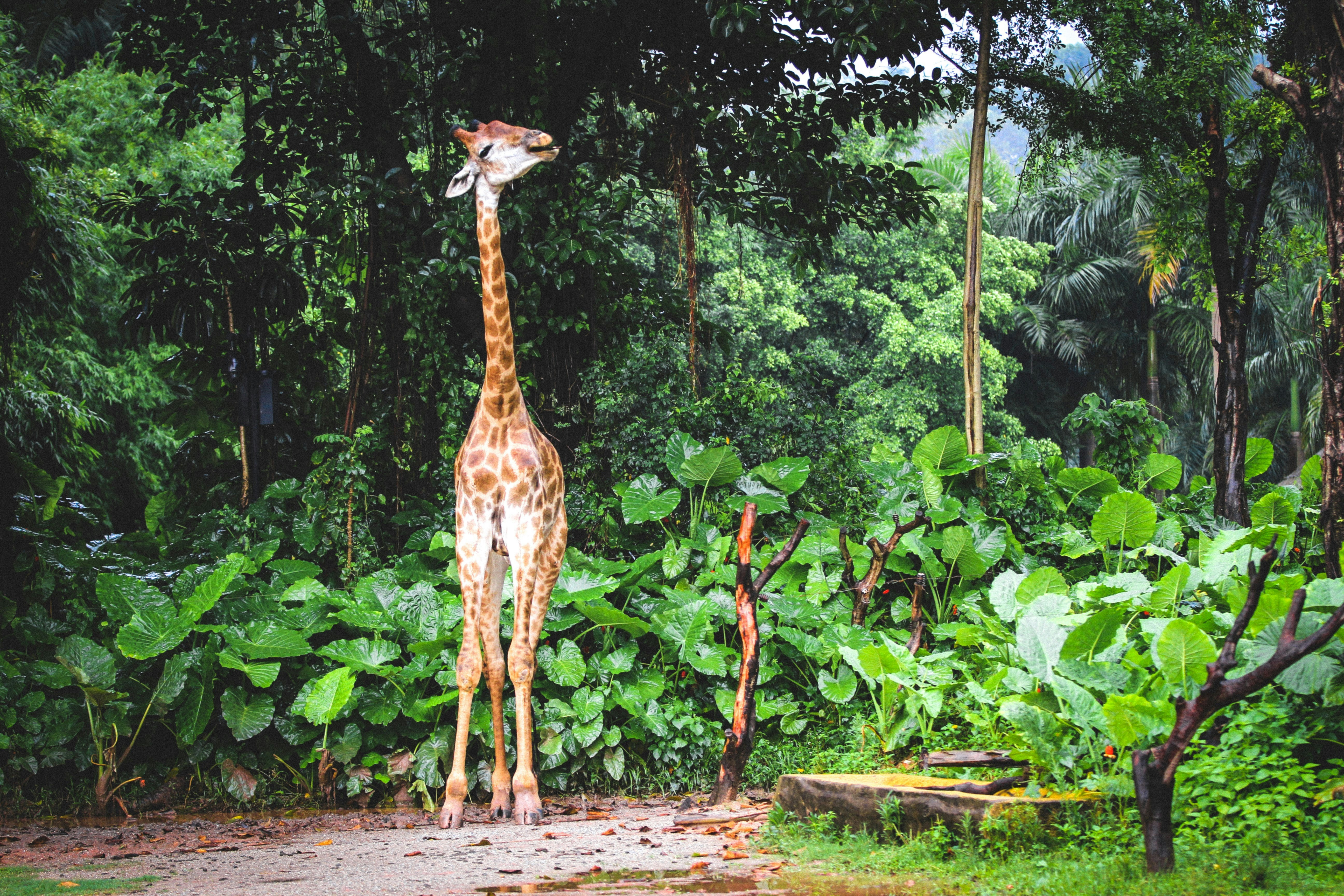 Jungle Animals Pictures | Download Free Images on Unsplash