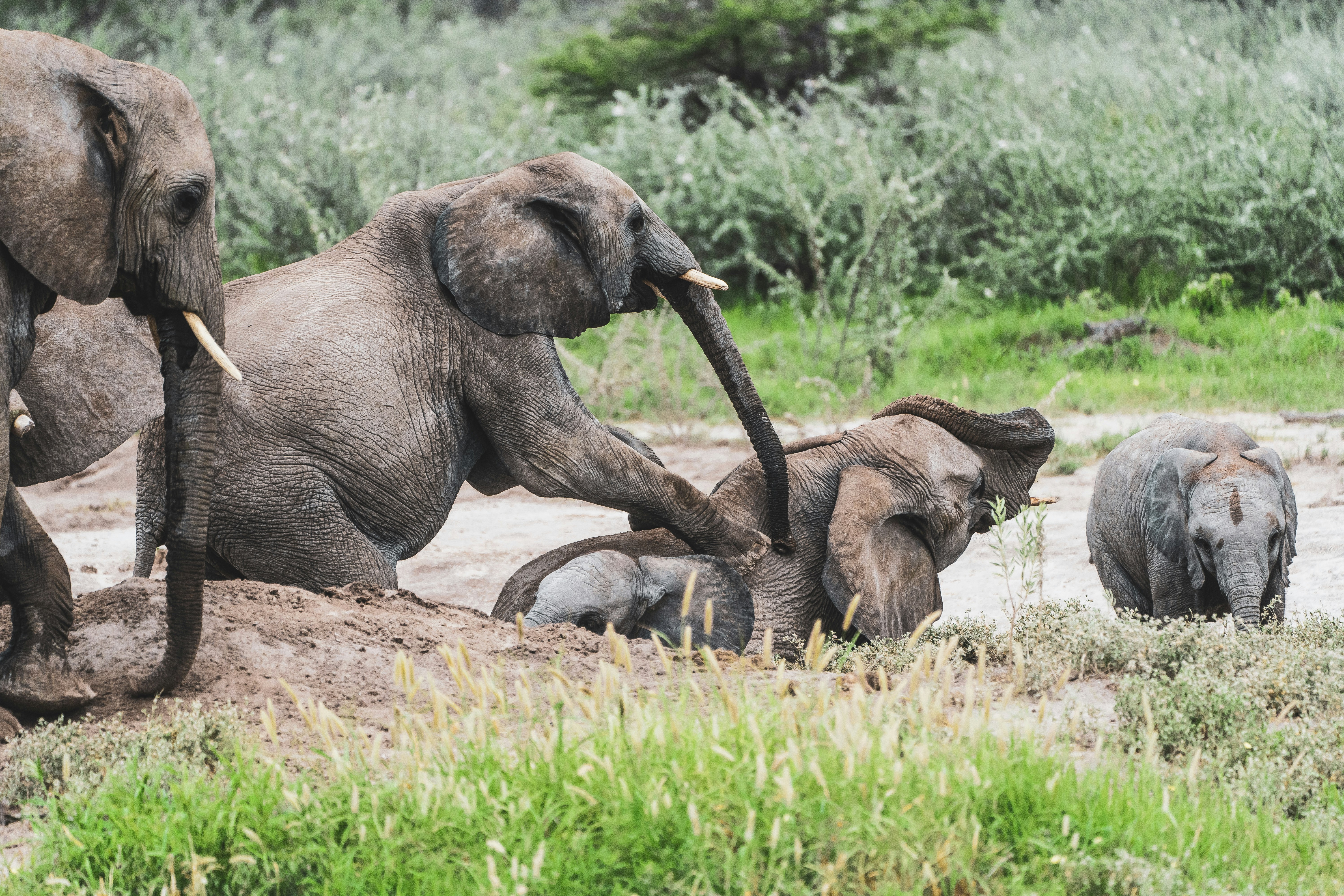 Trunk-to-Trunk in the Mud: Elephants at the Water's Edge