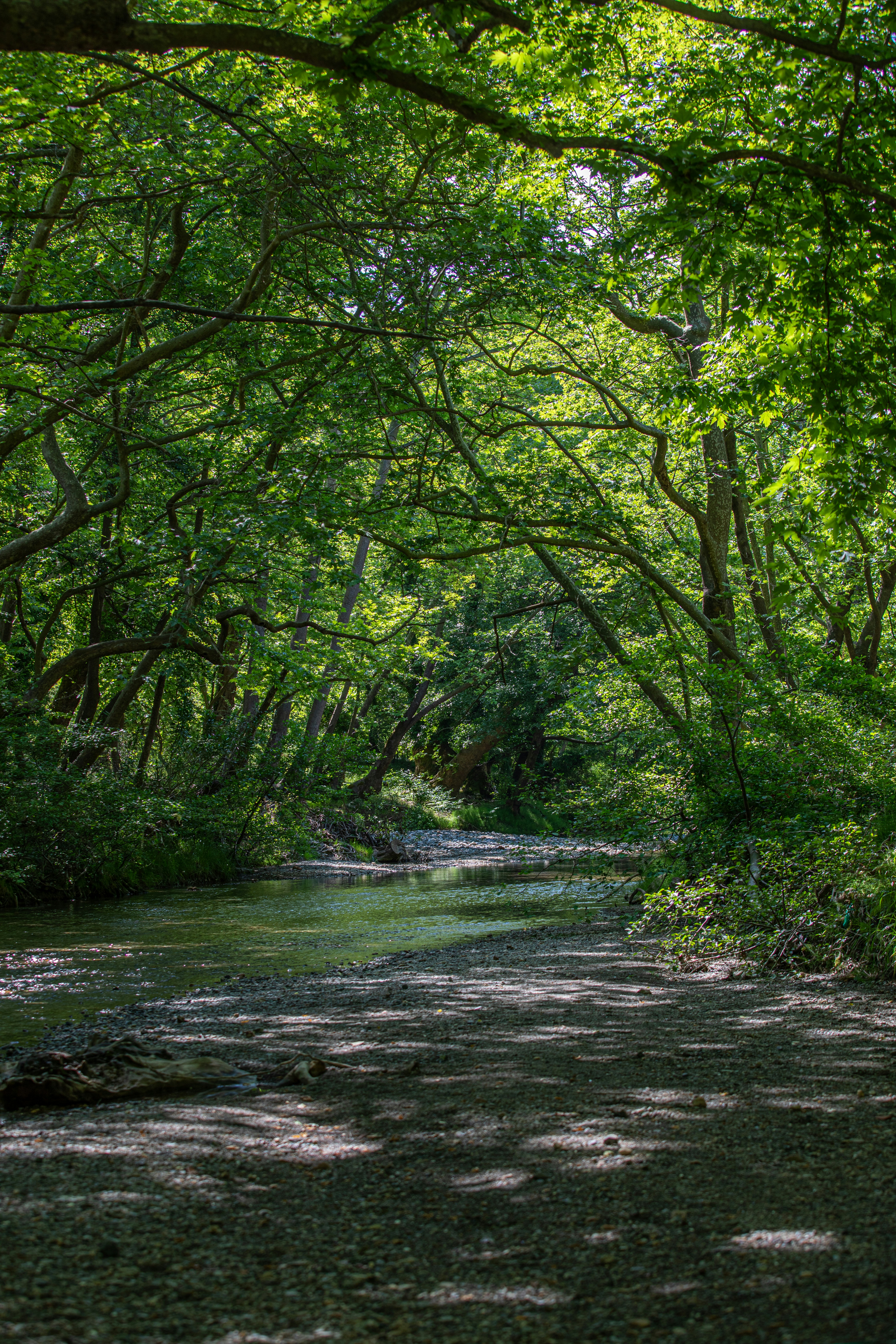 Green trees on river bank during daytime photo – Free Nature Image on ...