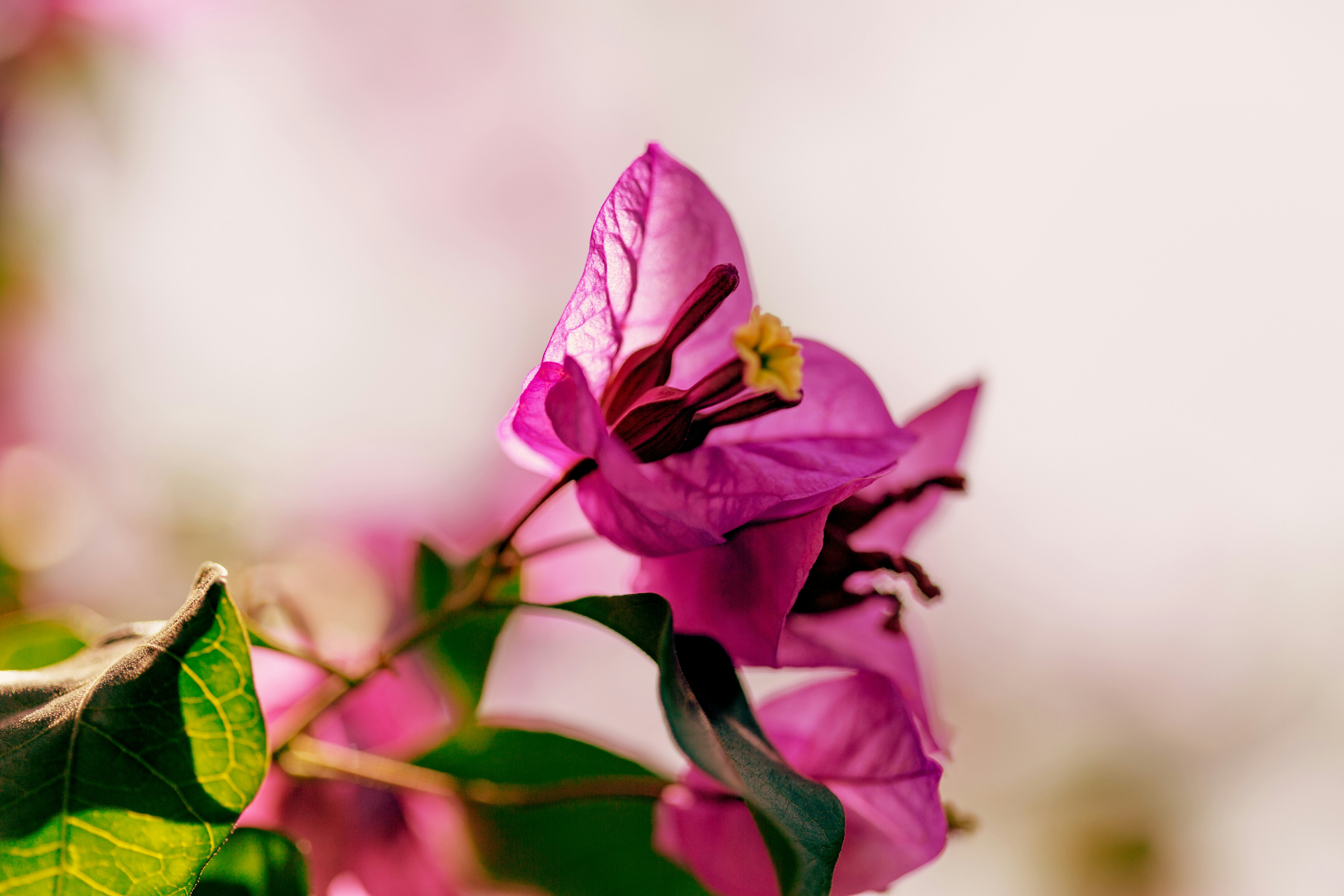 Vibrant bougainvillea blooms amidst soft, diffused light, showcasing intricate petals and lush green leaves.