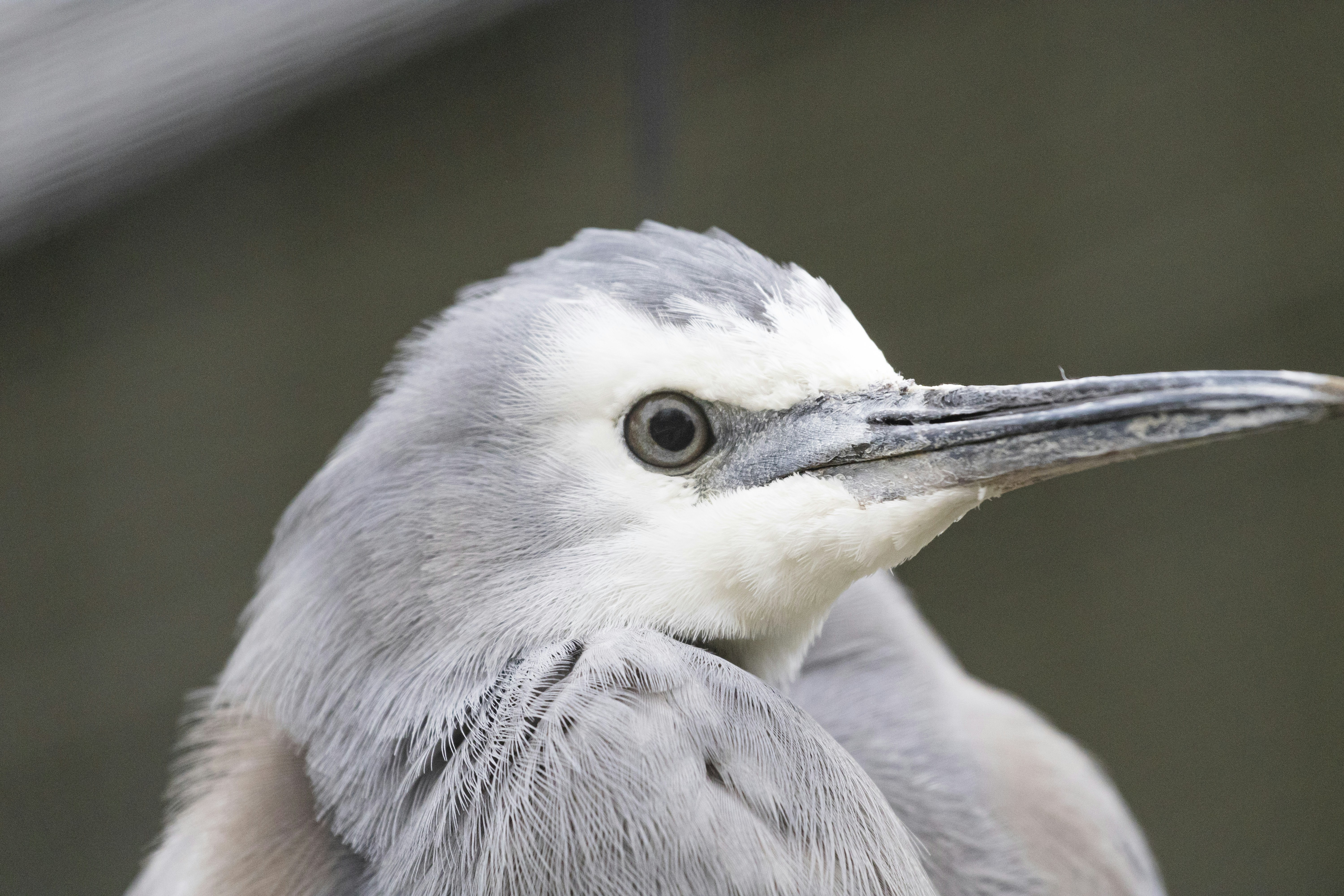 A bird looking for its food.