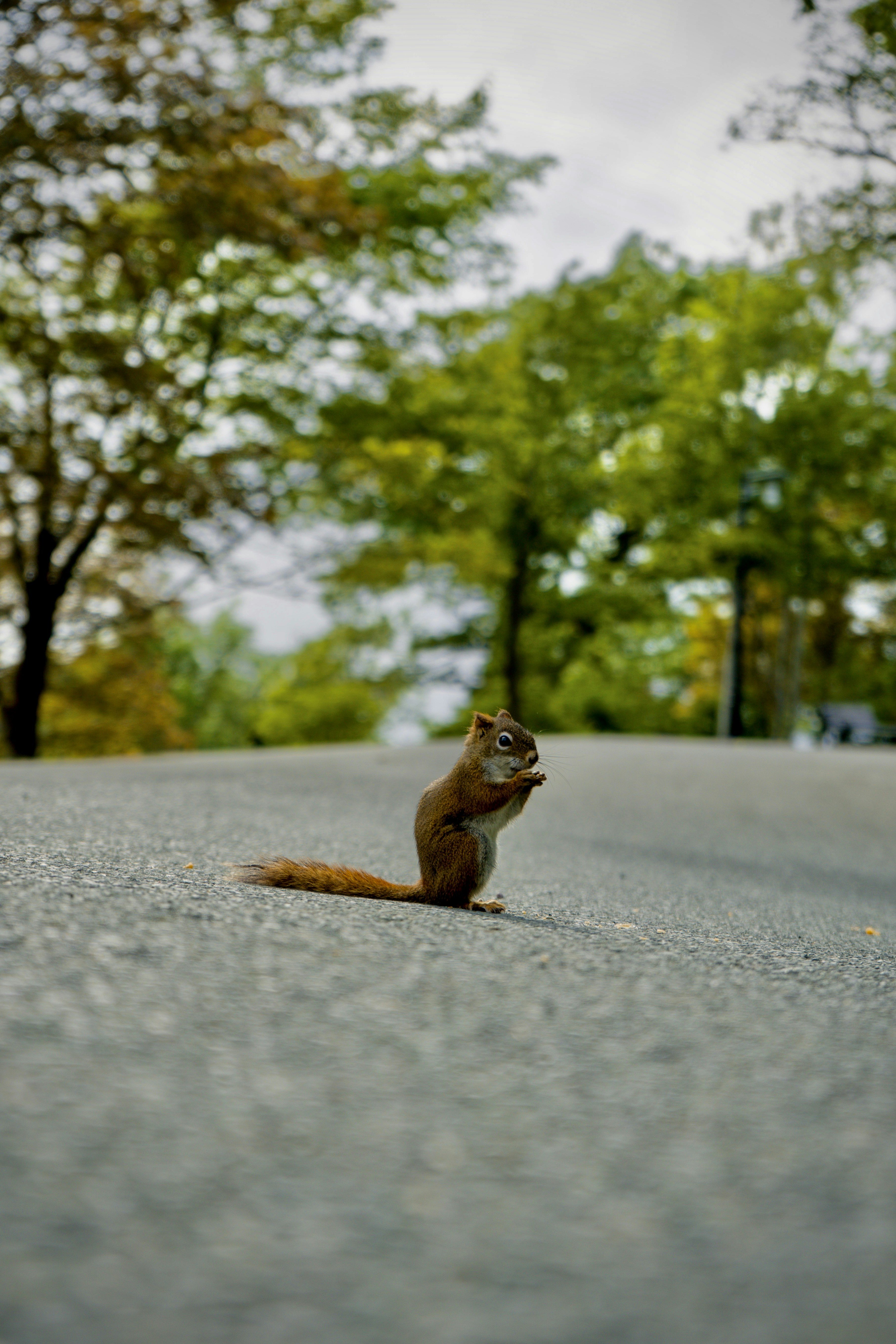 Squirrel Pause on a Quiet Park Road