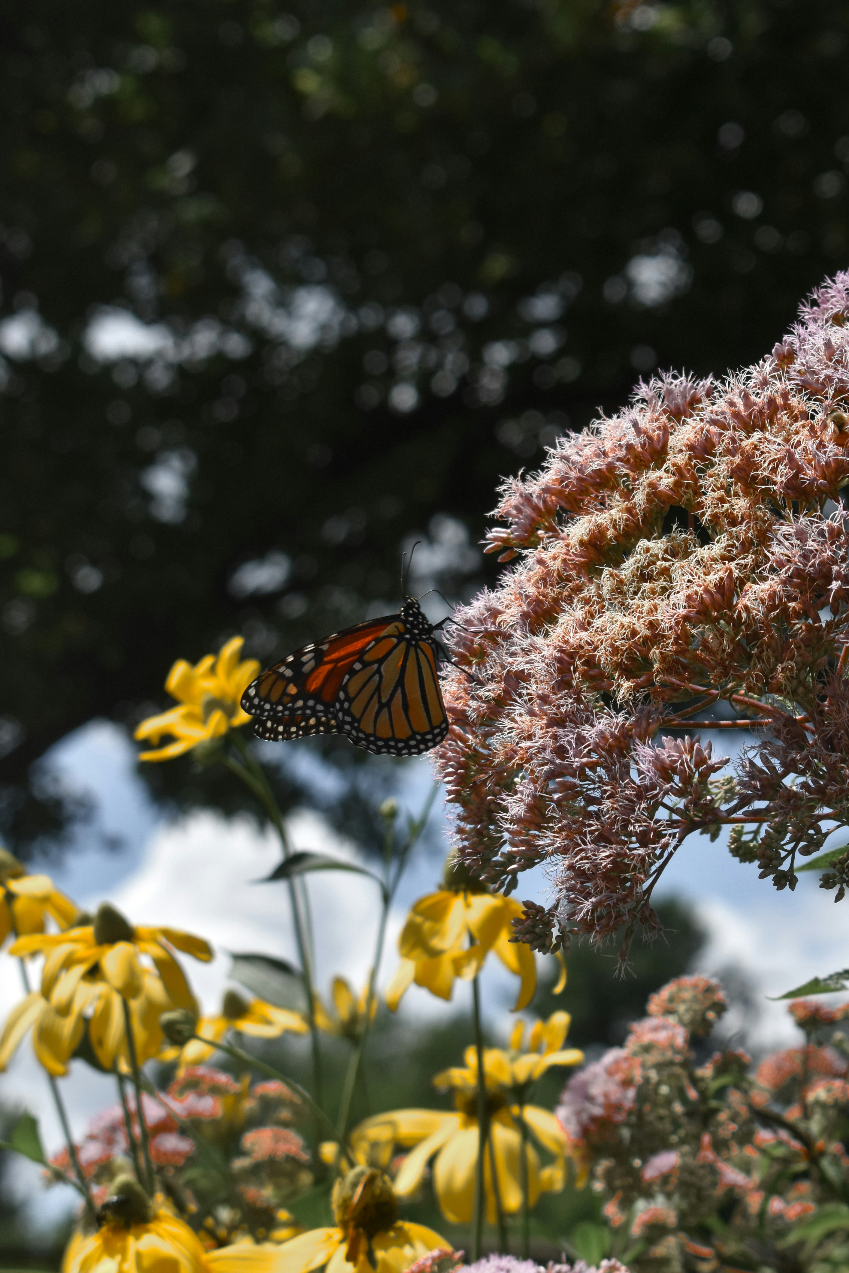 Monarch in Bloom: A Butterfly Among Coral Florals