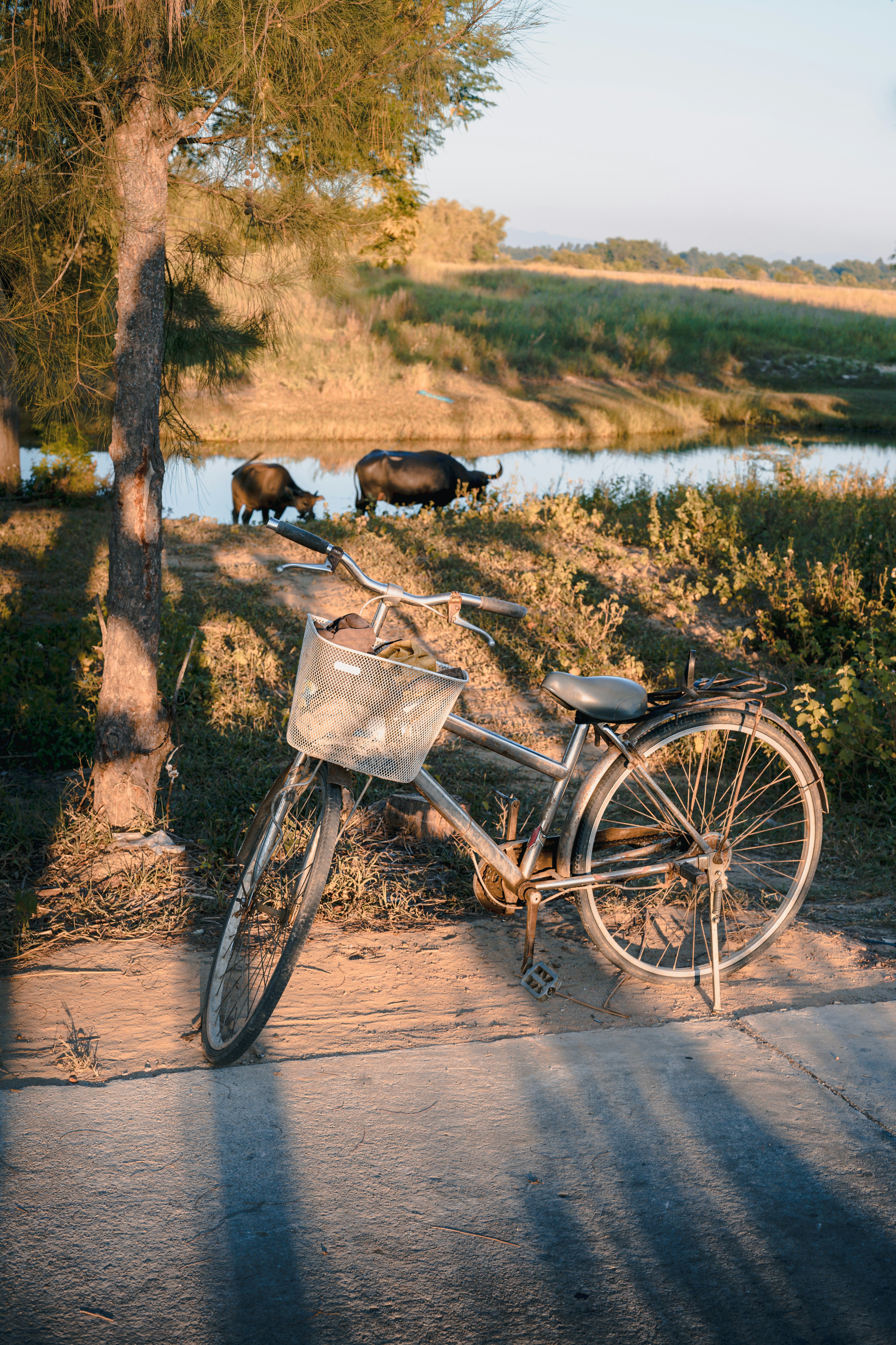 Bicycle by the Quiet Pond, Boars Forage in the Reeds