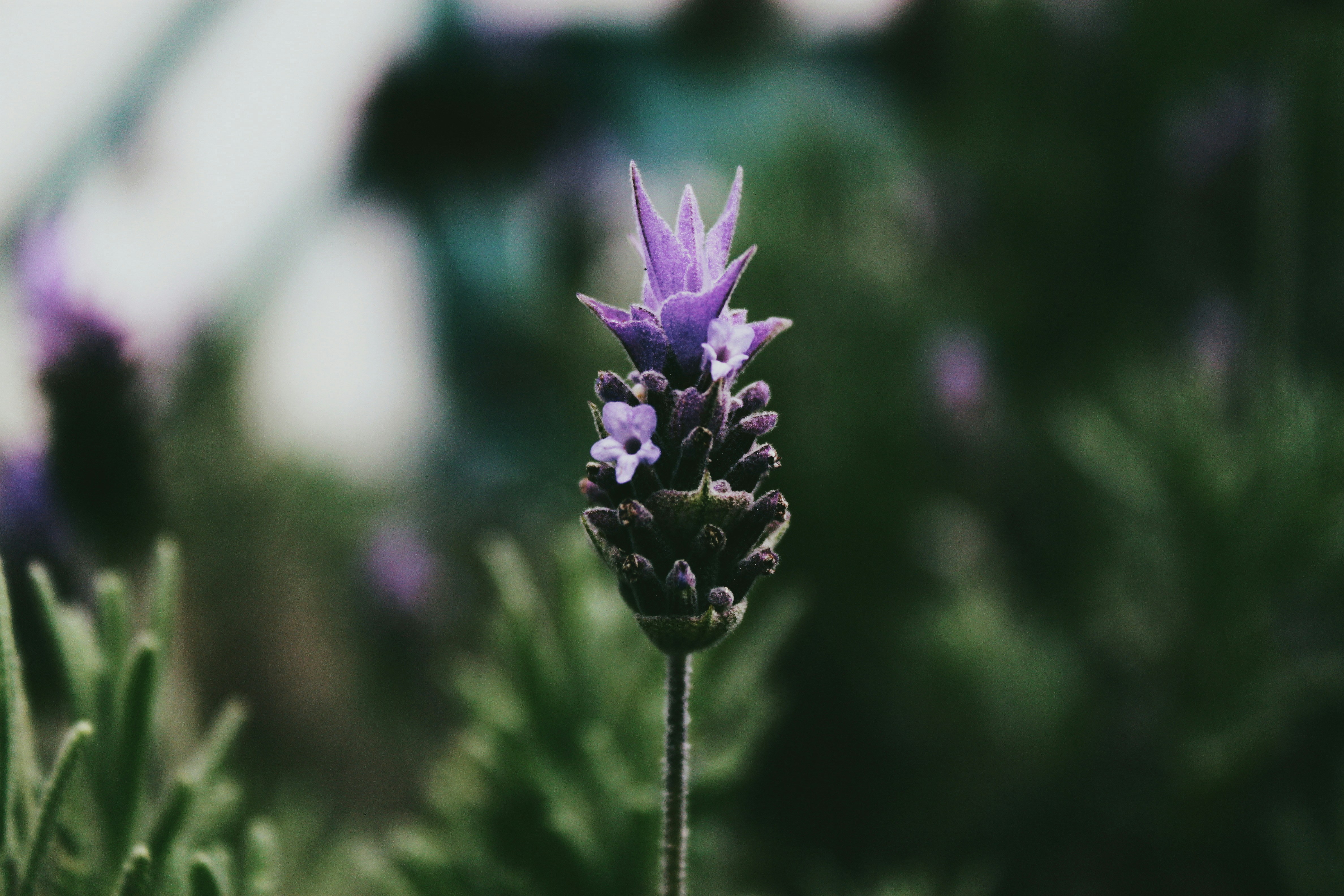 Close-up of a lavender flower against a blurred green background.