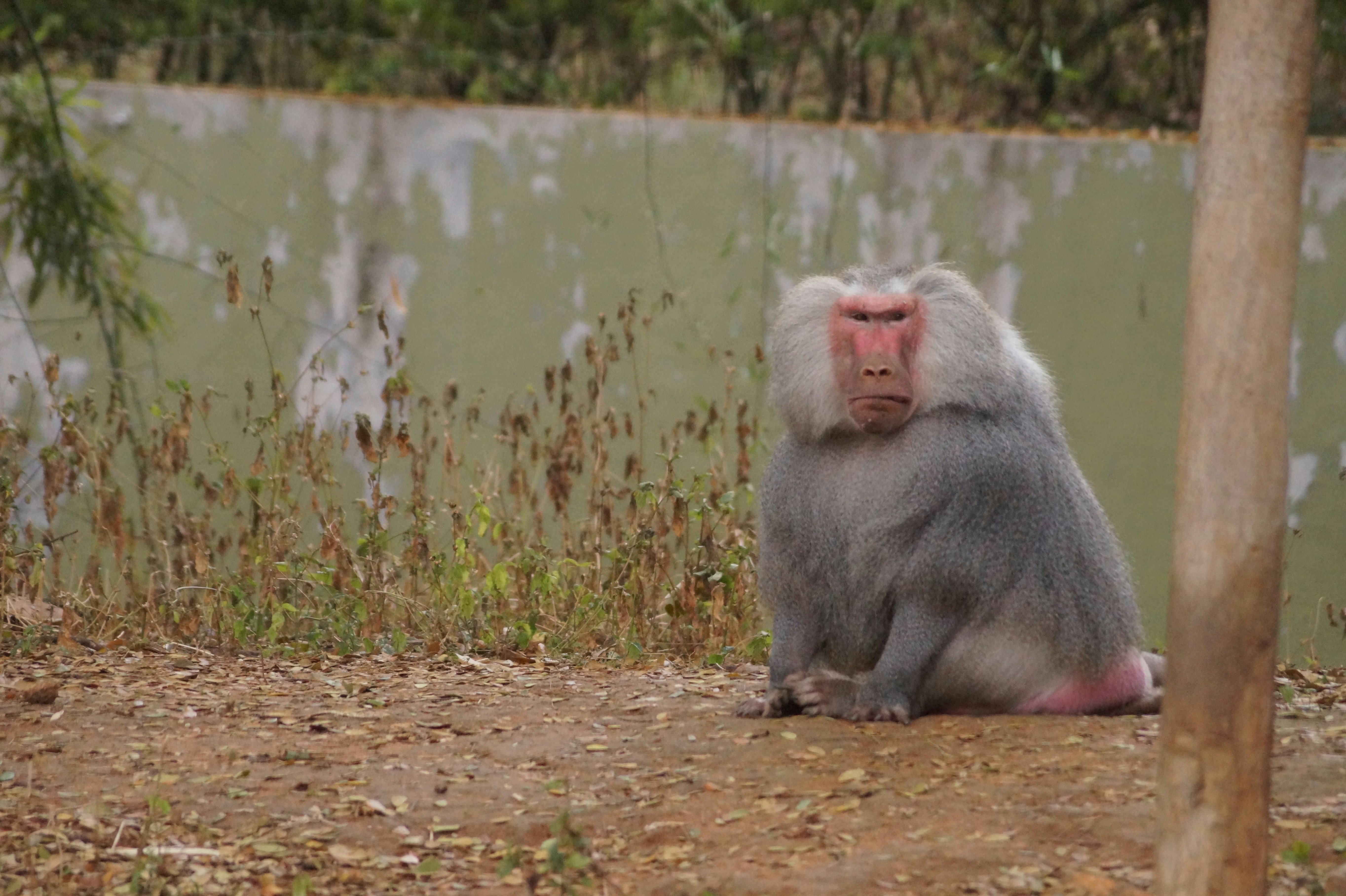 Silent Sentinel: Rhesus Macaque Pauses at the Enclosure's Edge