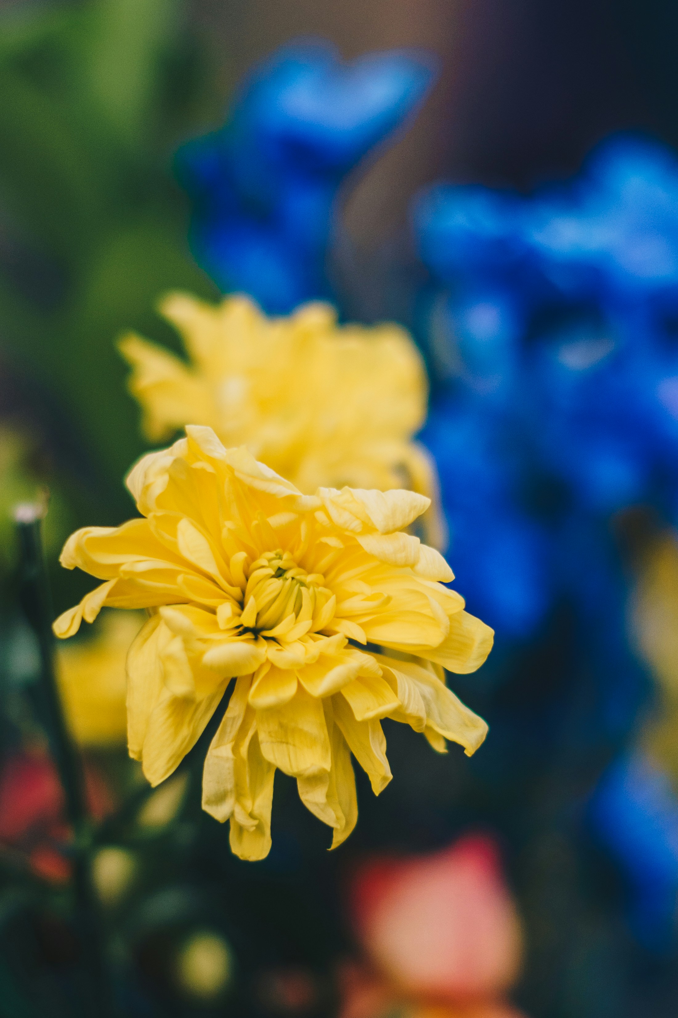 A bright yellow flower stands out against a backdrop of blue and green foliage, showcasing the beauty of nature's colors.