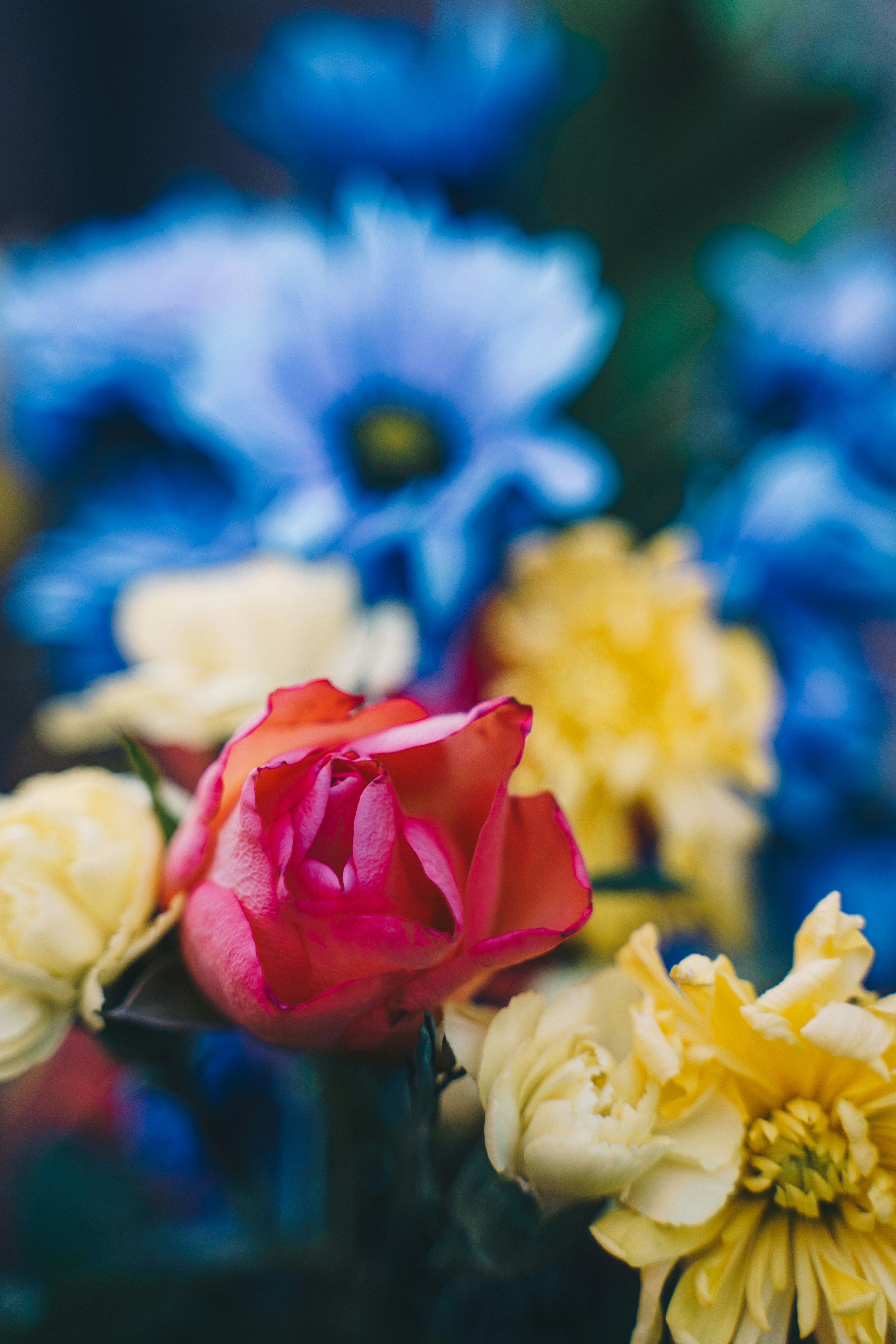 Rose rouge et jaune en fleurs pendant la journée photo – Photo Fleur ...