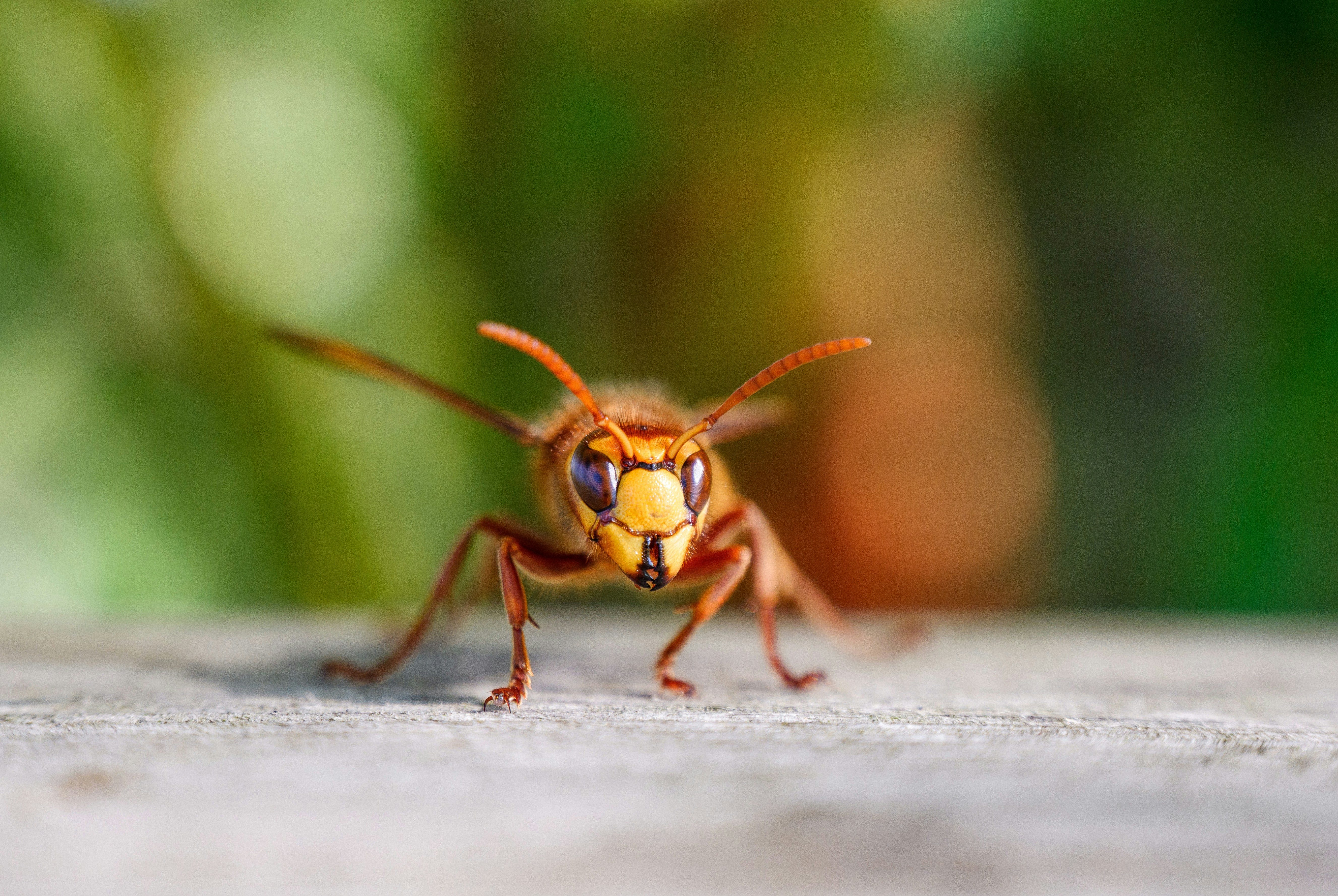 Gilded Gaze: Macro Portrait of a Hornet on Weathered Wood