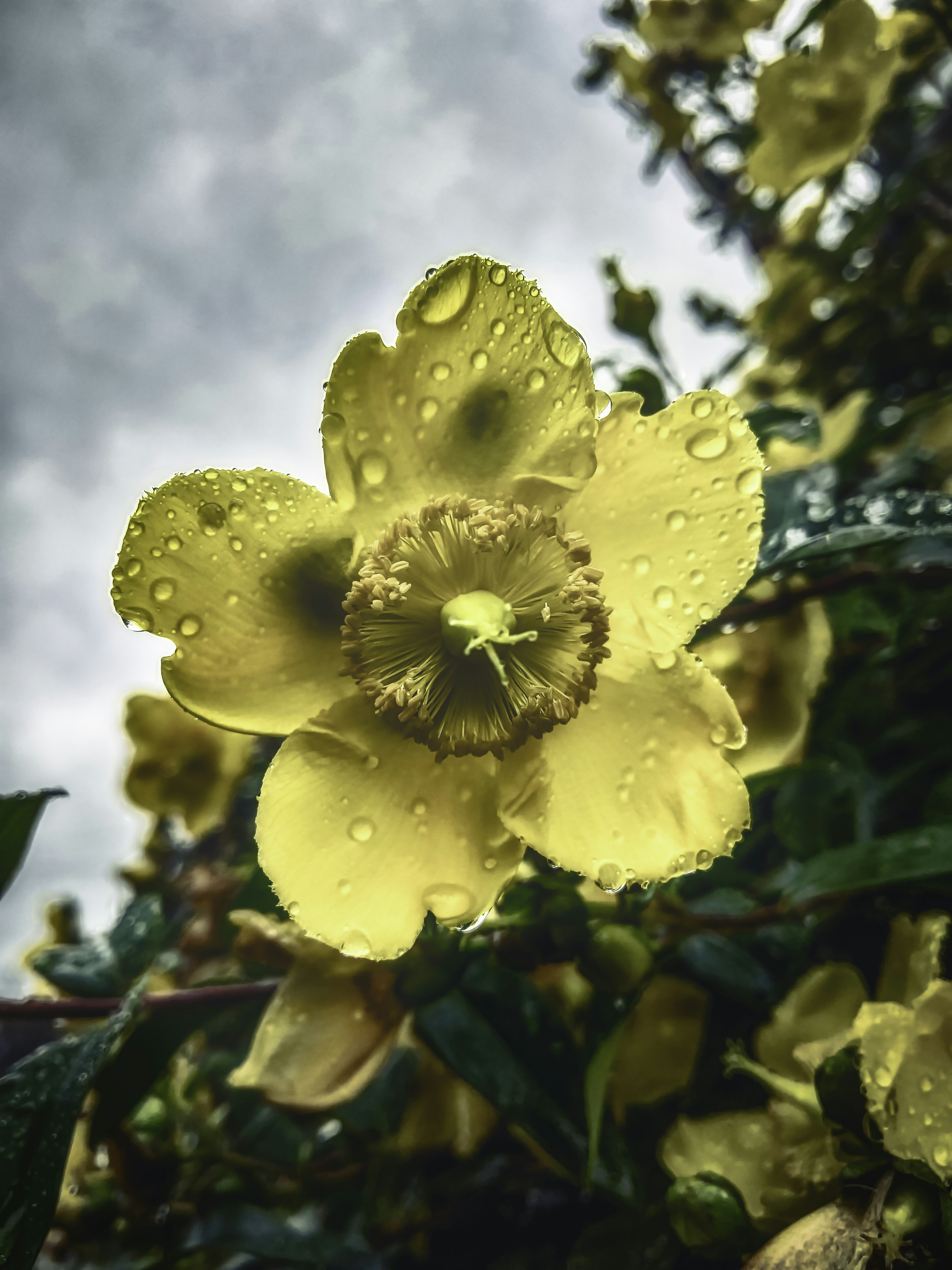 Close-up photograph of a yellow flower with droplets on its petals. The background is softly blurred to highlight the flower's intricate center and texture.