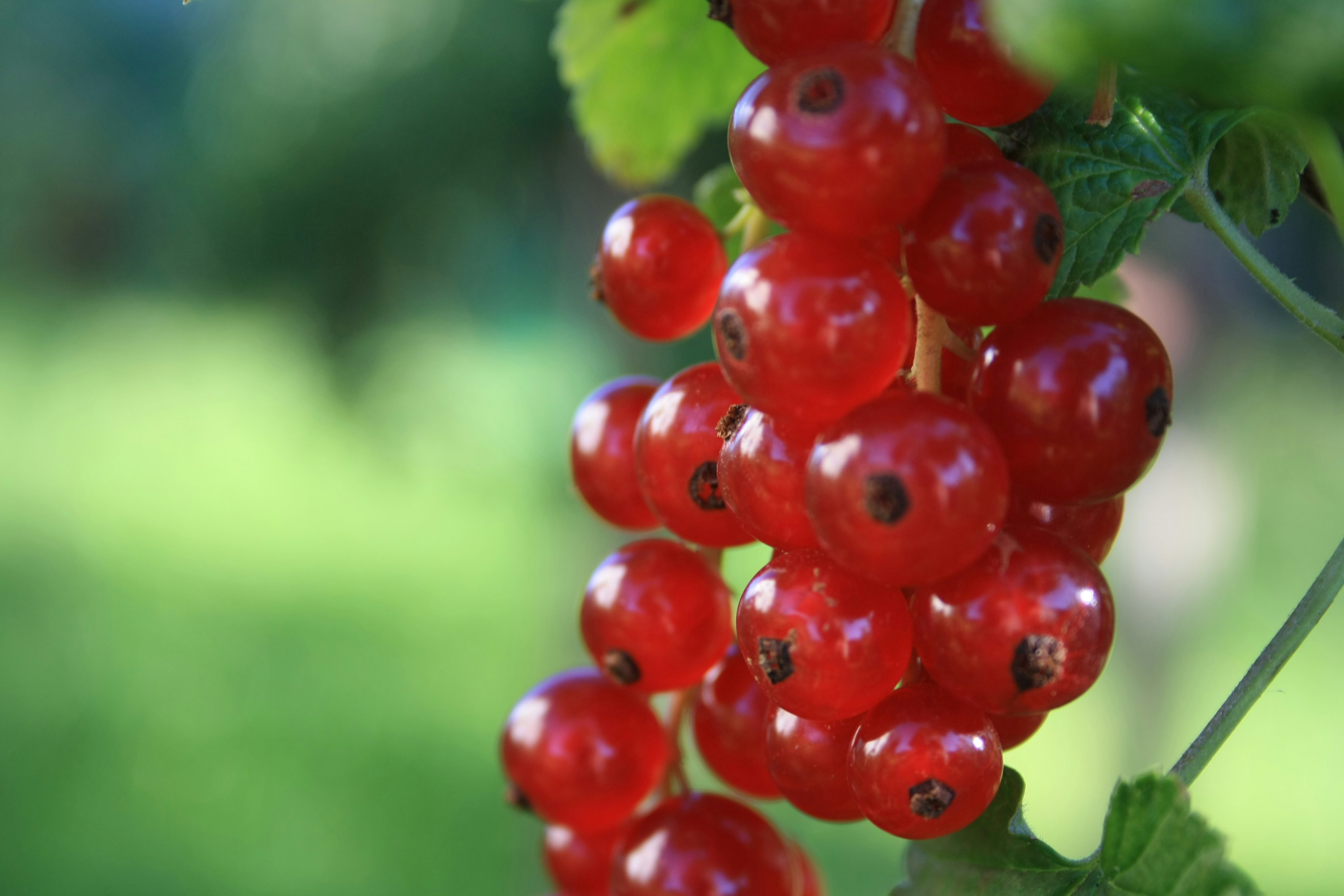 Red round fruits in tilt shift lens photo – Free Czech republic Image ...