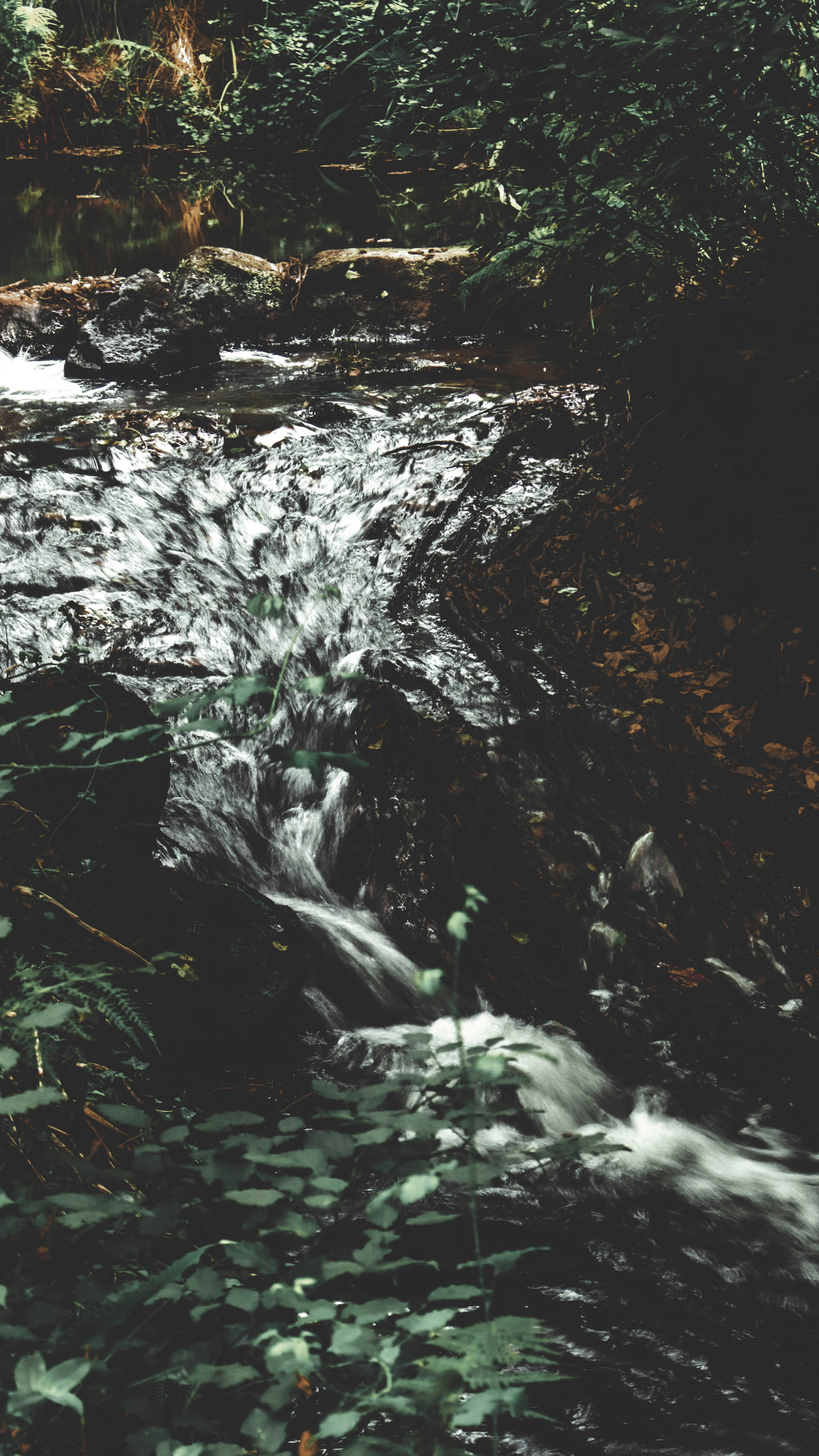Gentle cascade of water flowing over dark rocks, surrounded by lush greenery in a tranquil forest setting.