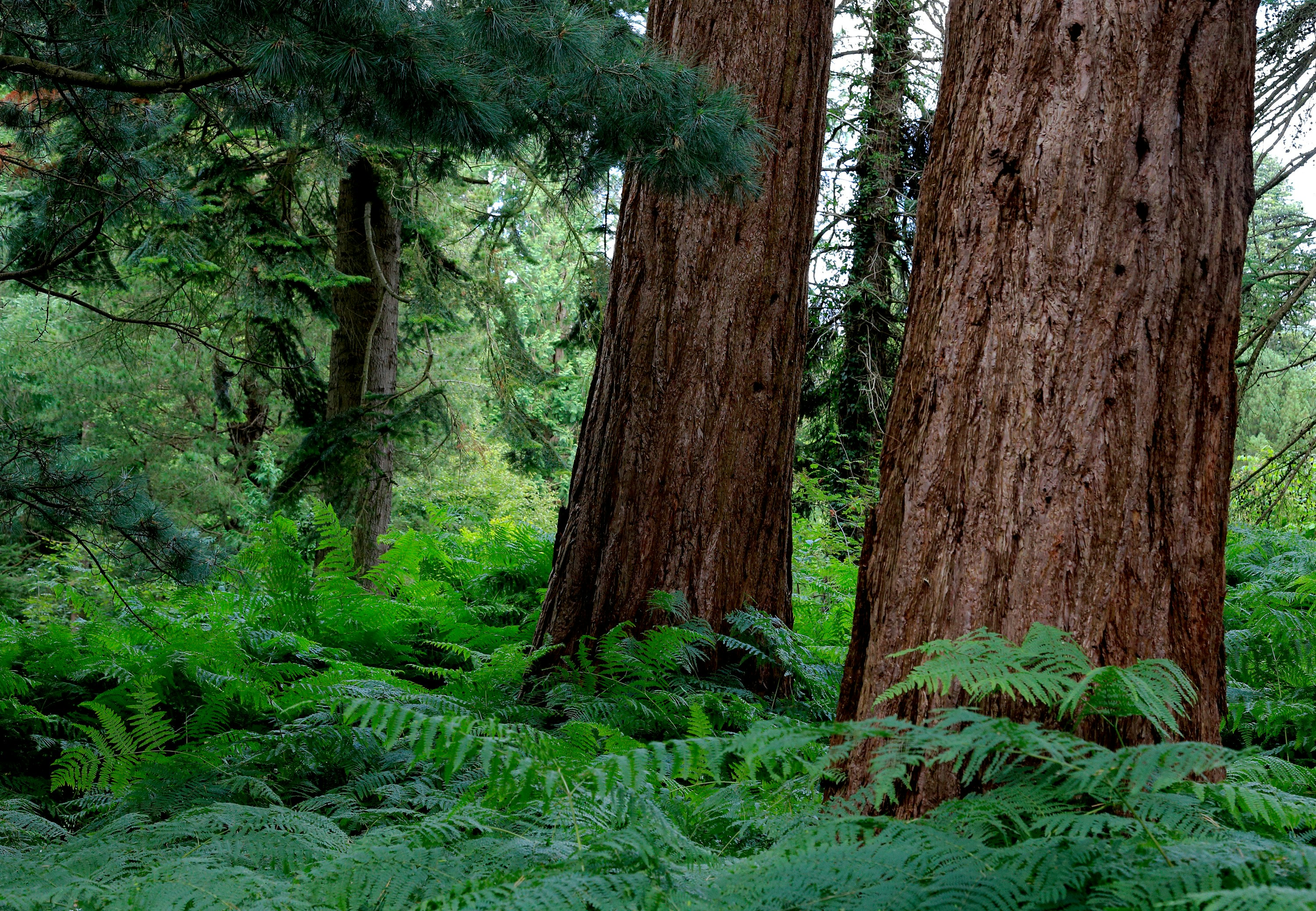 Sentinels of the Green Understory: Twin Trunks Among Ferns
