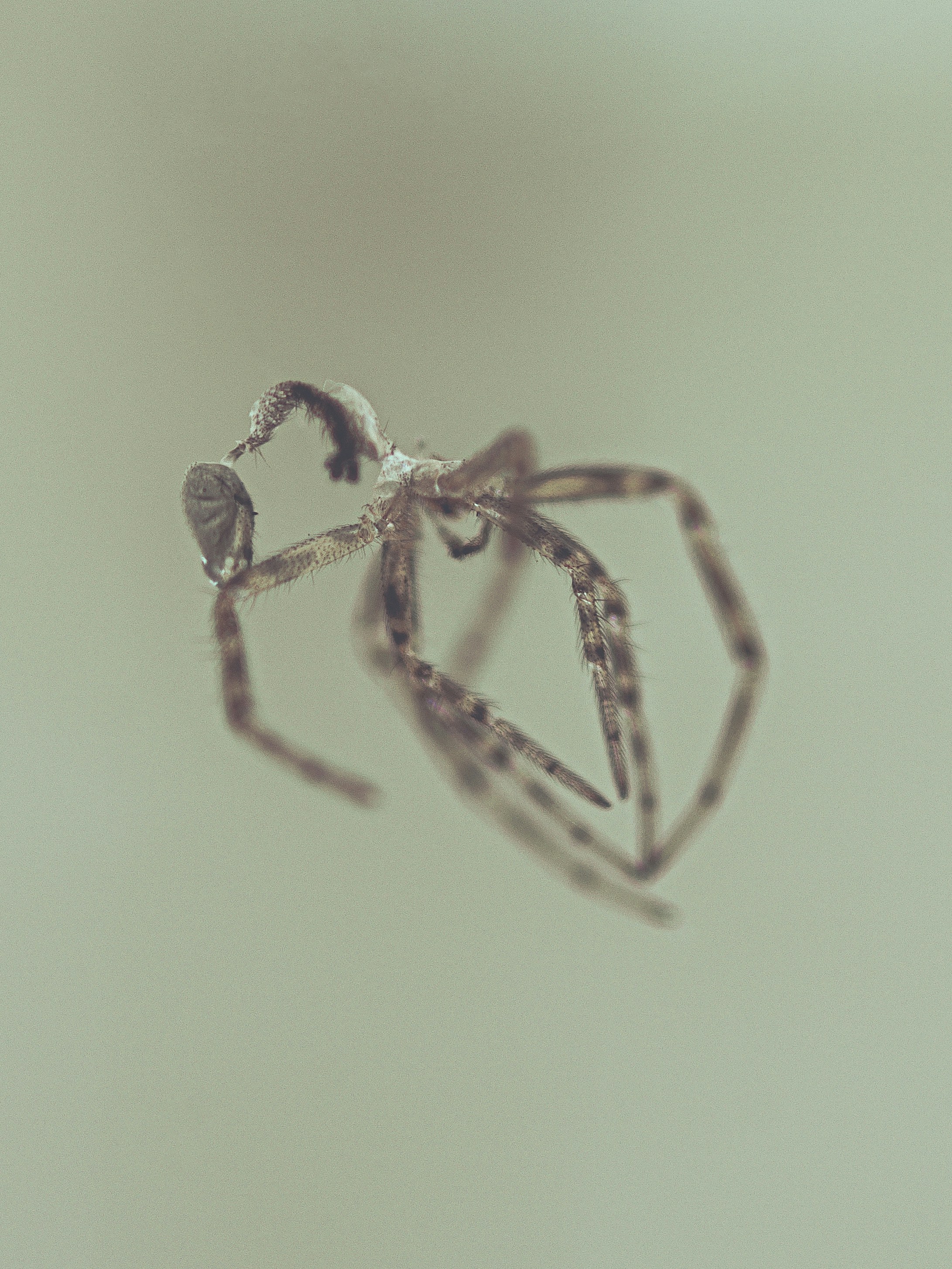 A close-up view of a spider suspended in mid-air, showcasing its intricate details and delicate structure against a soft, muted background.