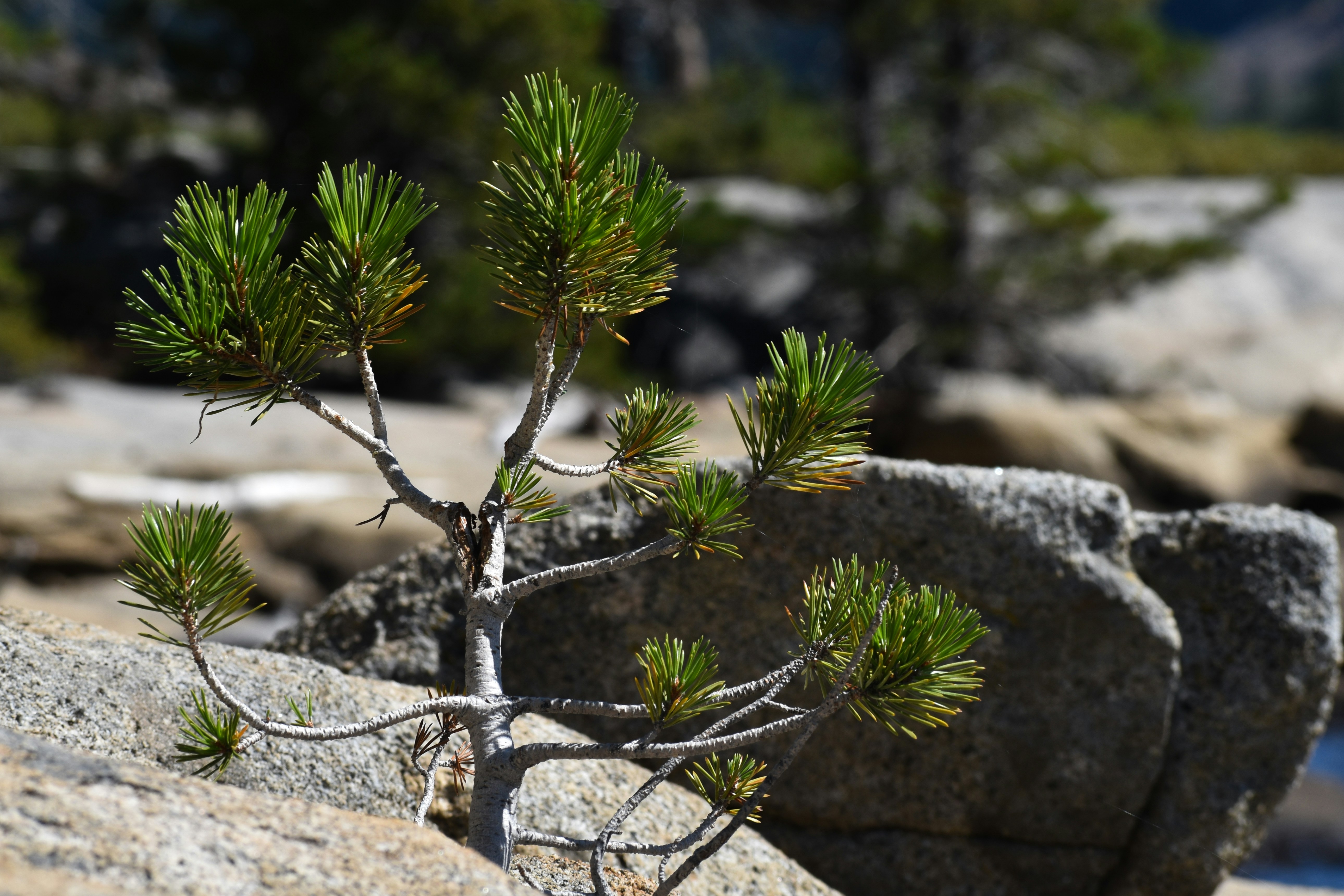 A small pine tree growing out of a rock photo – Free Plant Image on ...