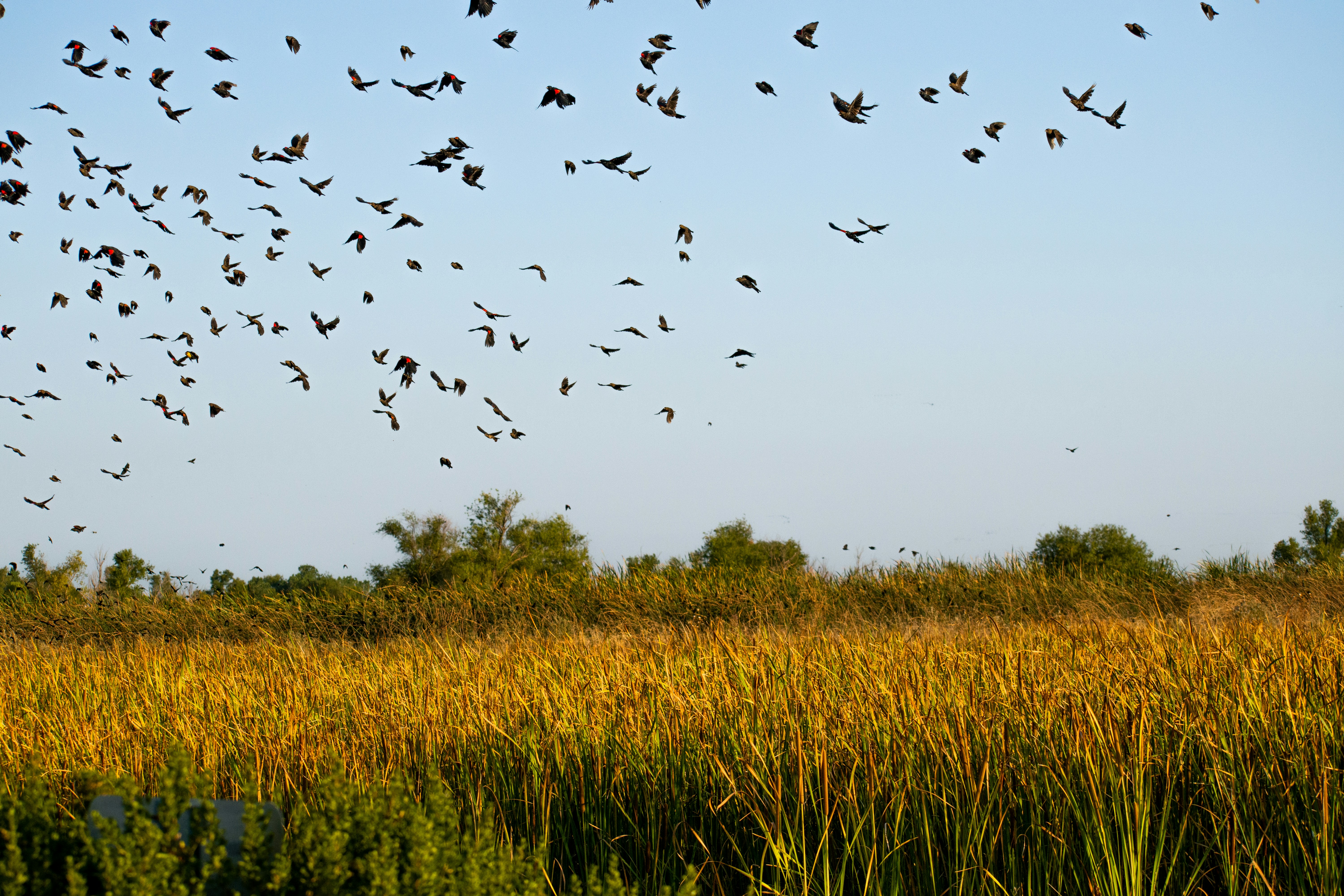Flock of birds flying over green grass field during daytime photo ...