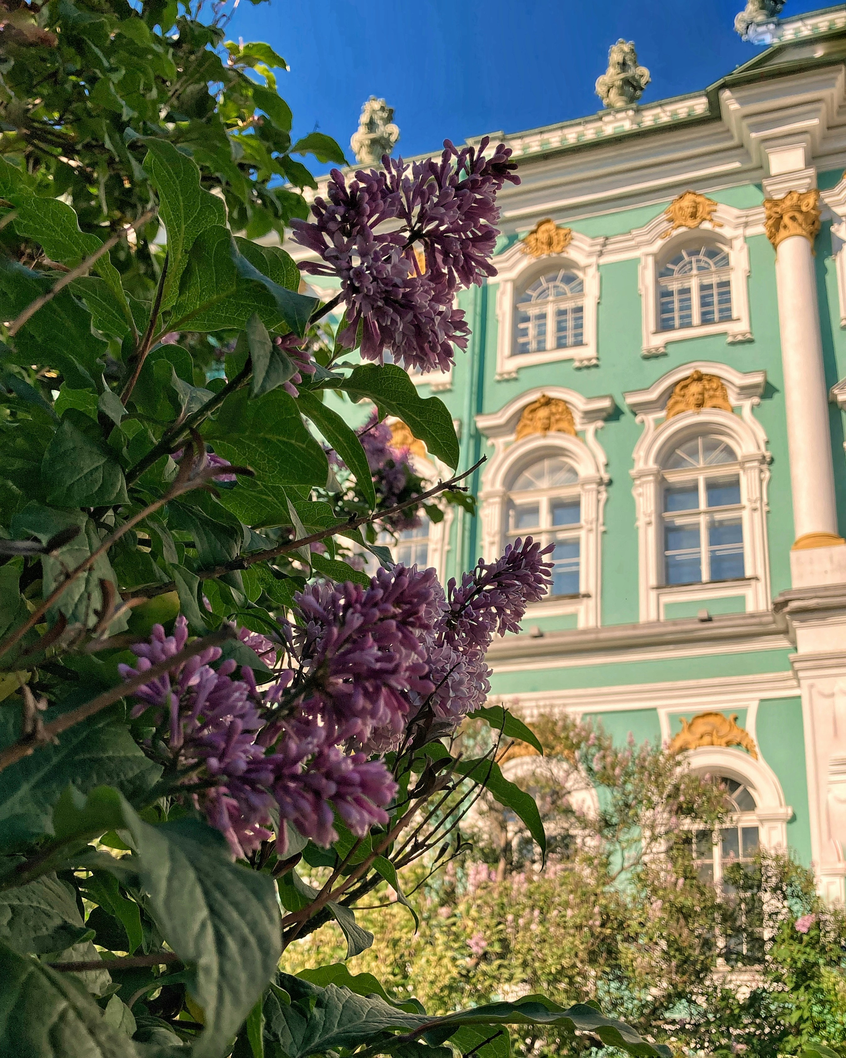 purple flowers near white concrete building during daytime