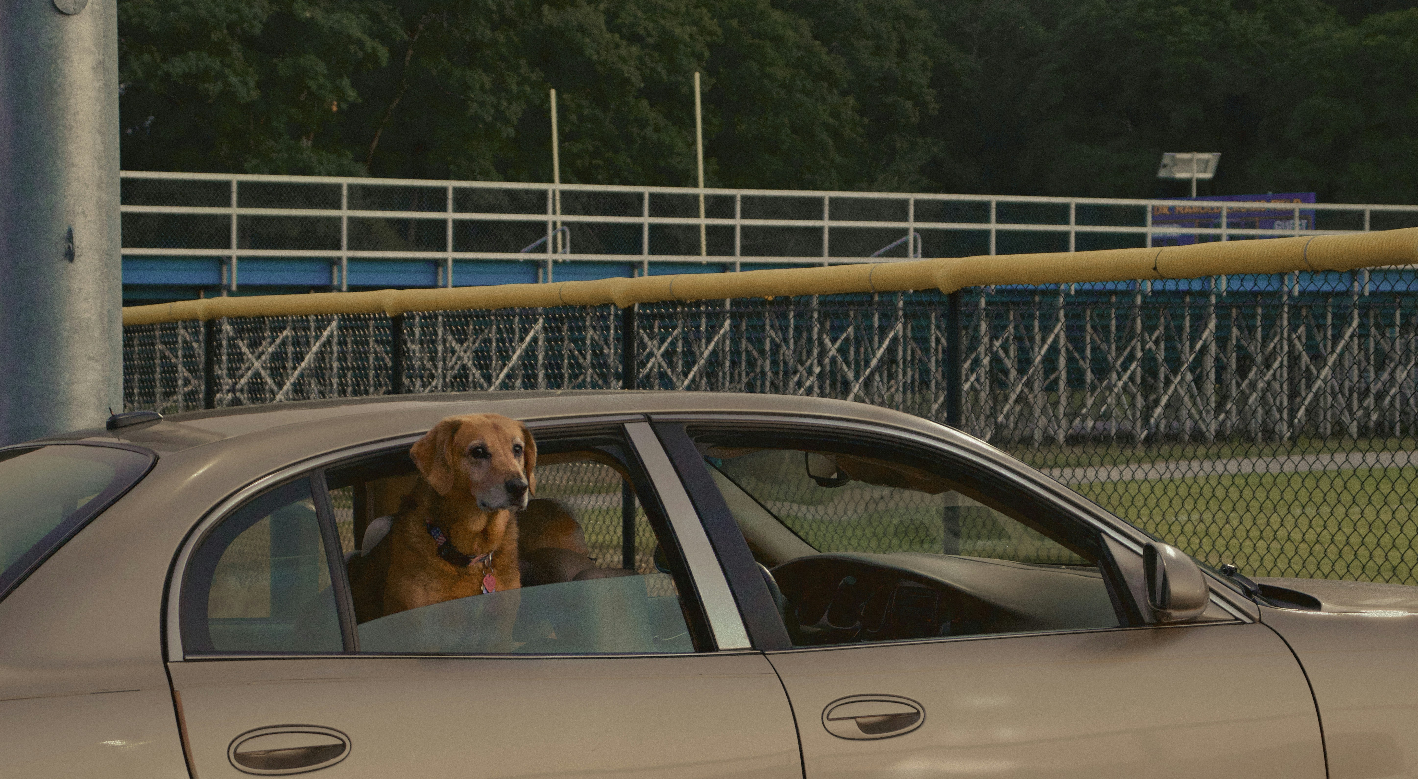 brown short coated dog in white car