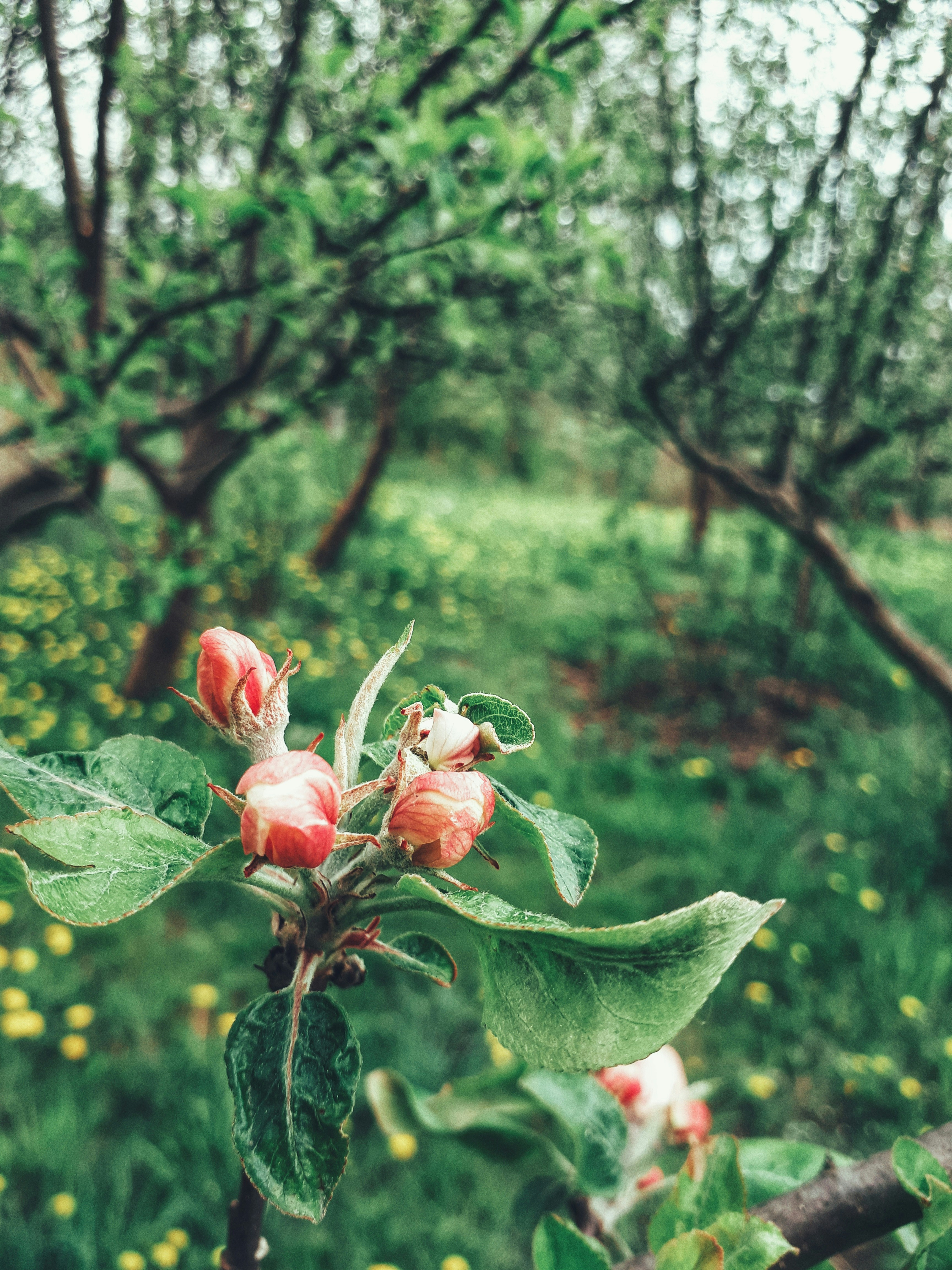 Delicate pink apple blossoms emerging from lush green foliage in a tranquil orchard setting.
