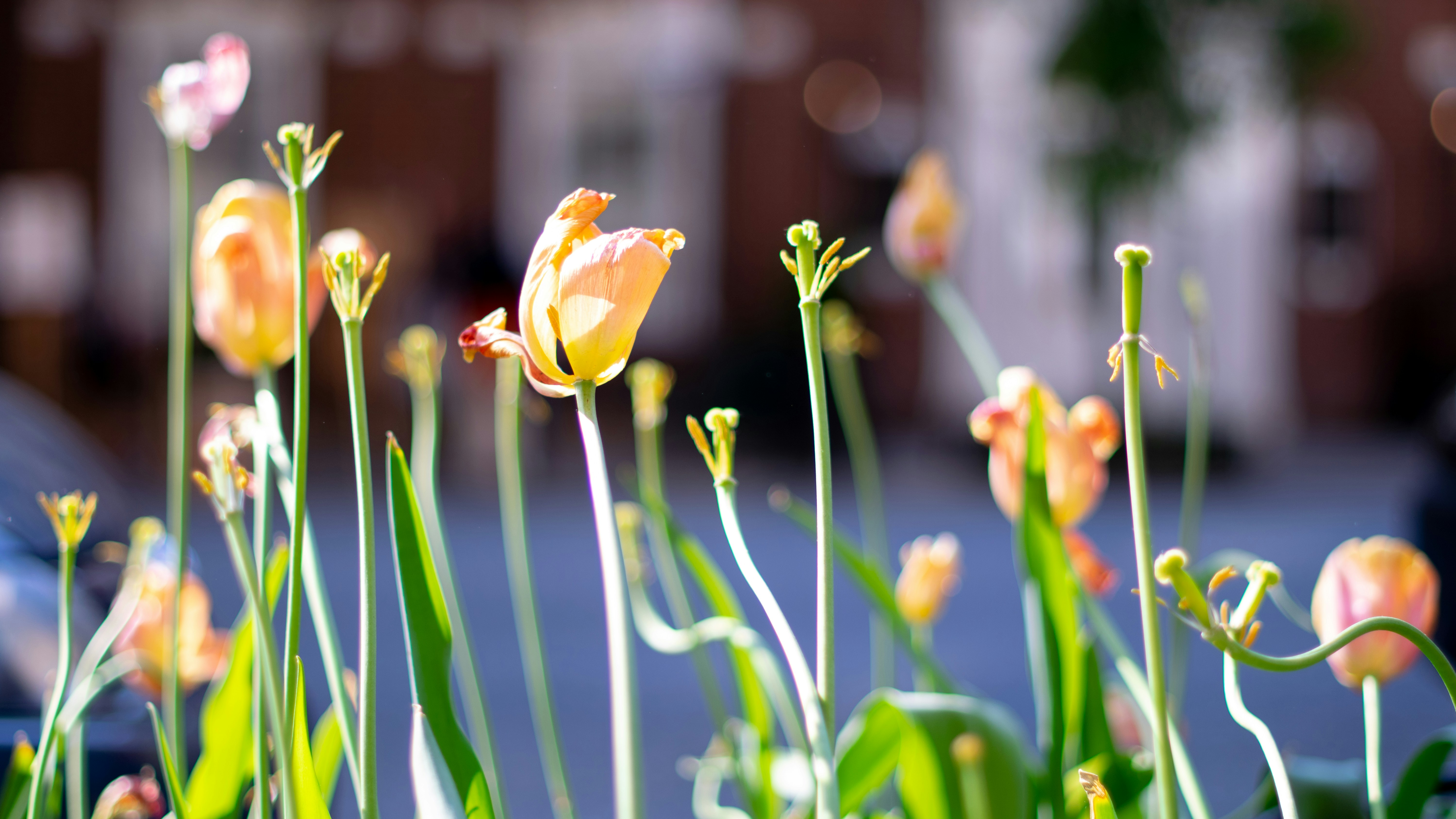 Sunlit Tulips in Focus: A Quiet Courtyard Bloom