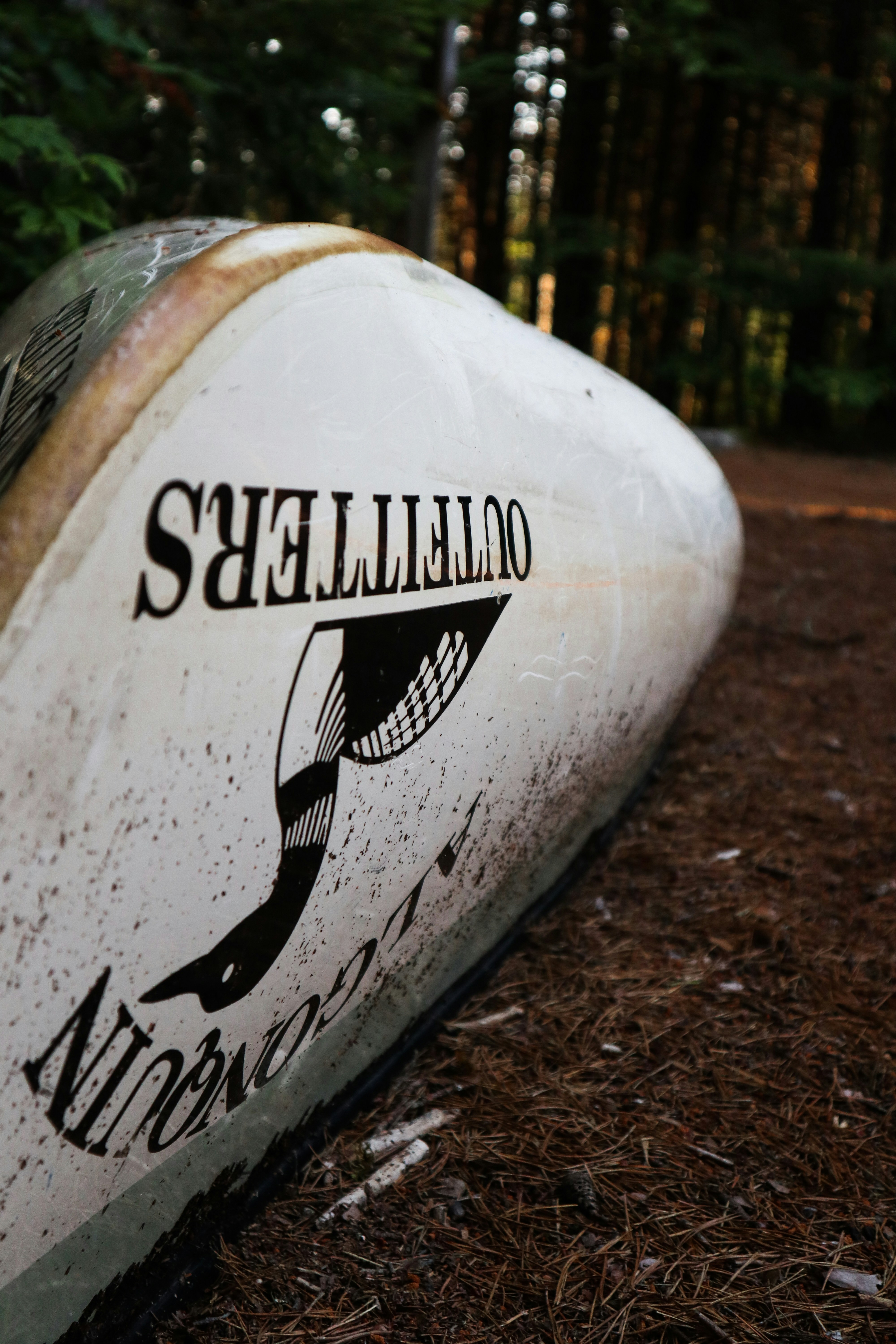 Upside-Down Canoe Among Pine Needles: A Quiet Forest Portrait