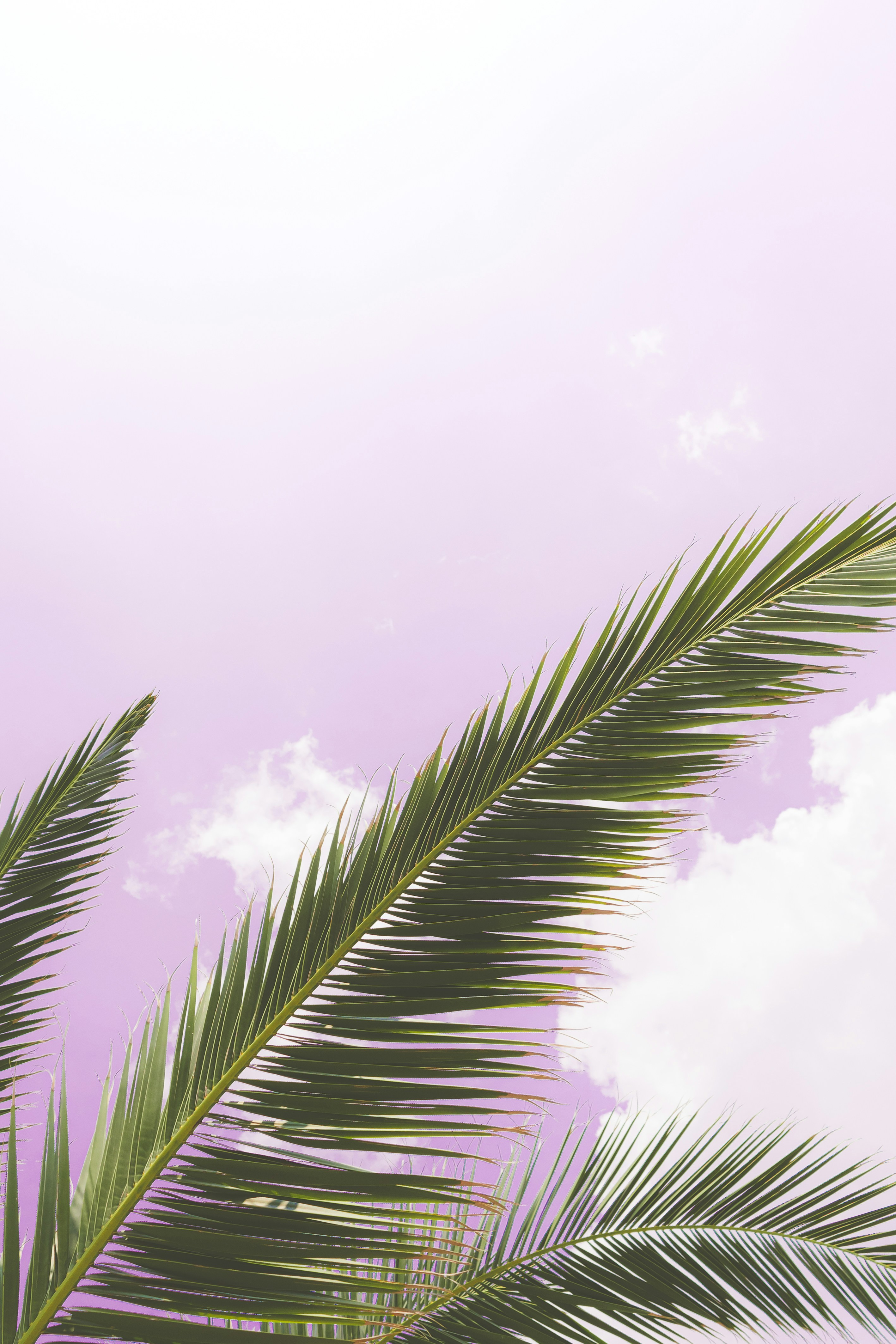 Fronds against lilac sky: tropical calm in pastel light